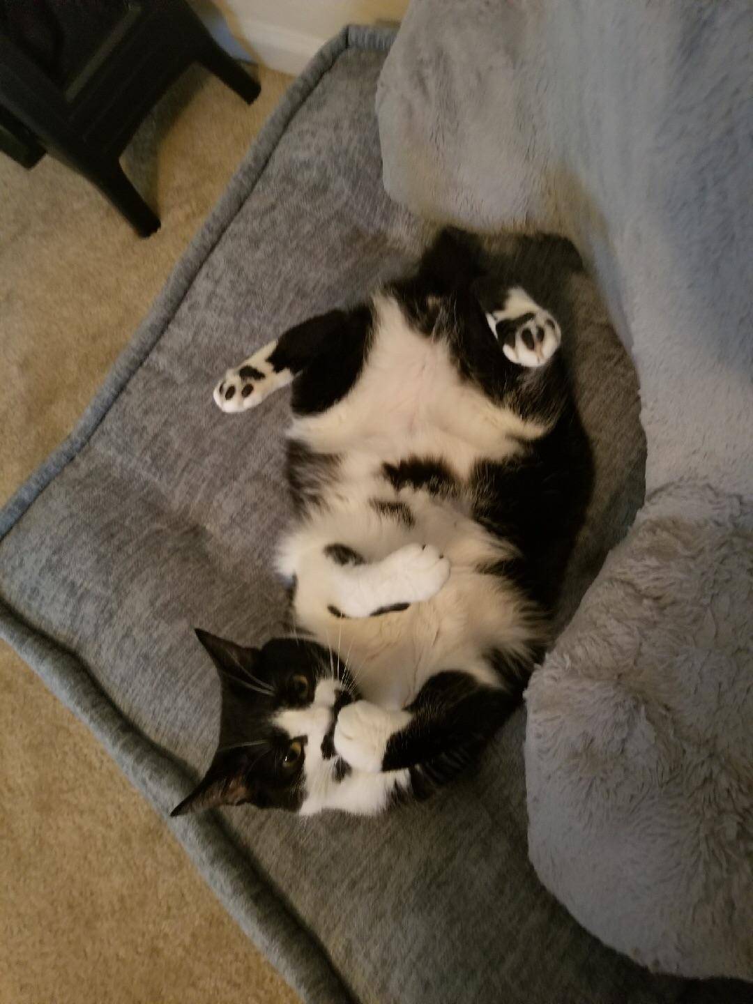 Black beans | Scrolller