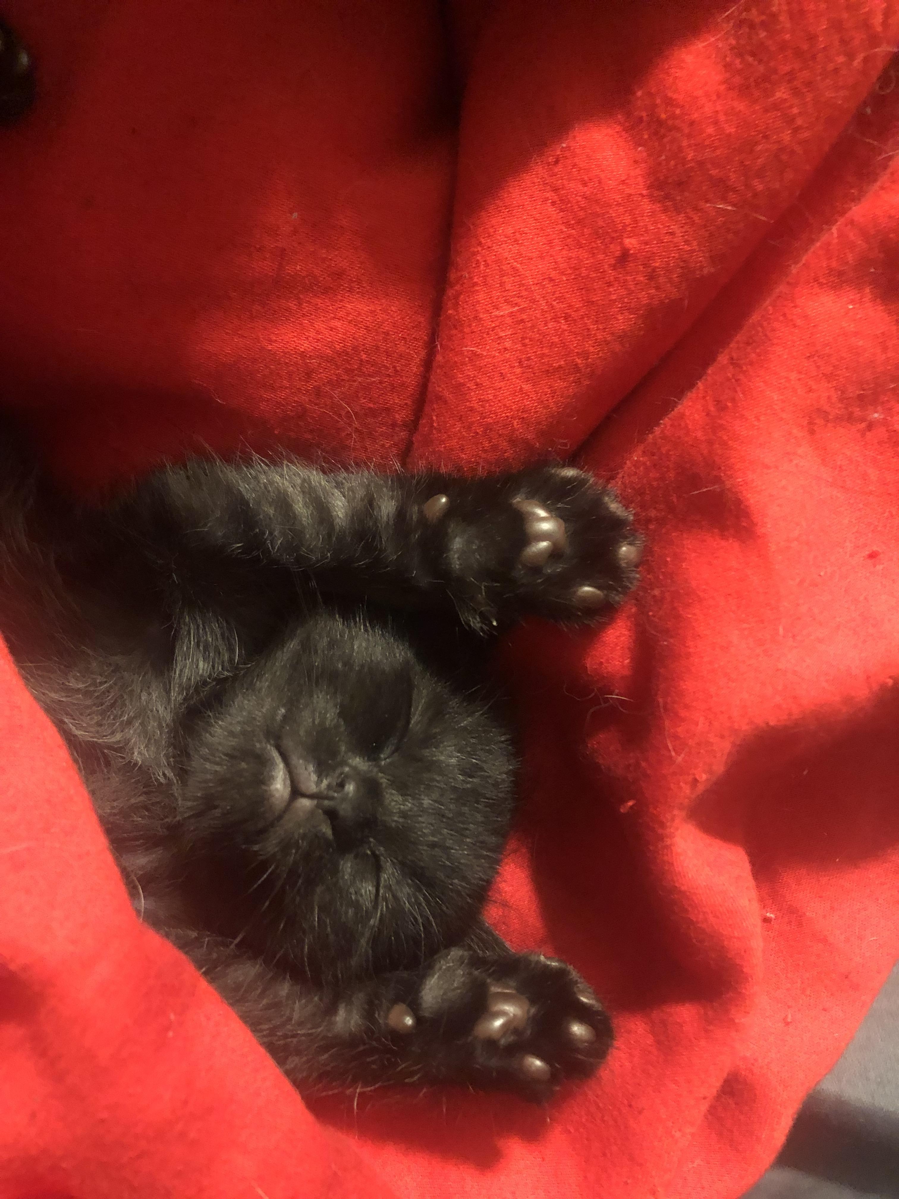 Black beans | Scrolller