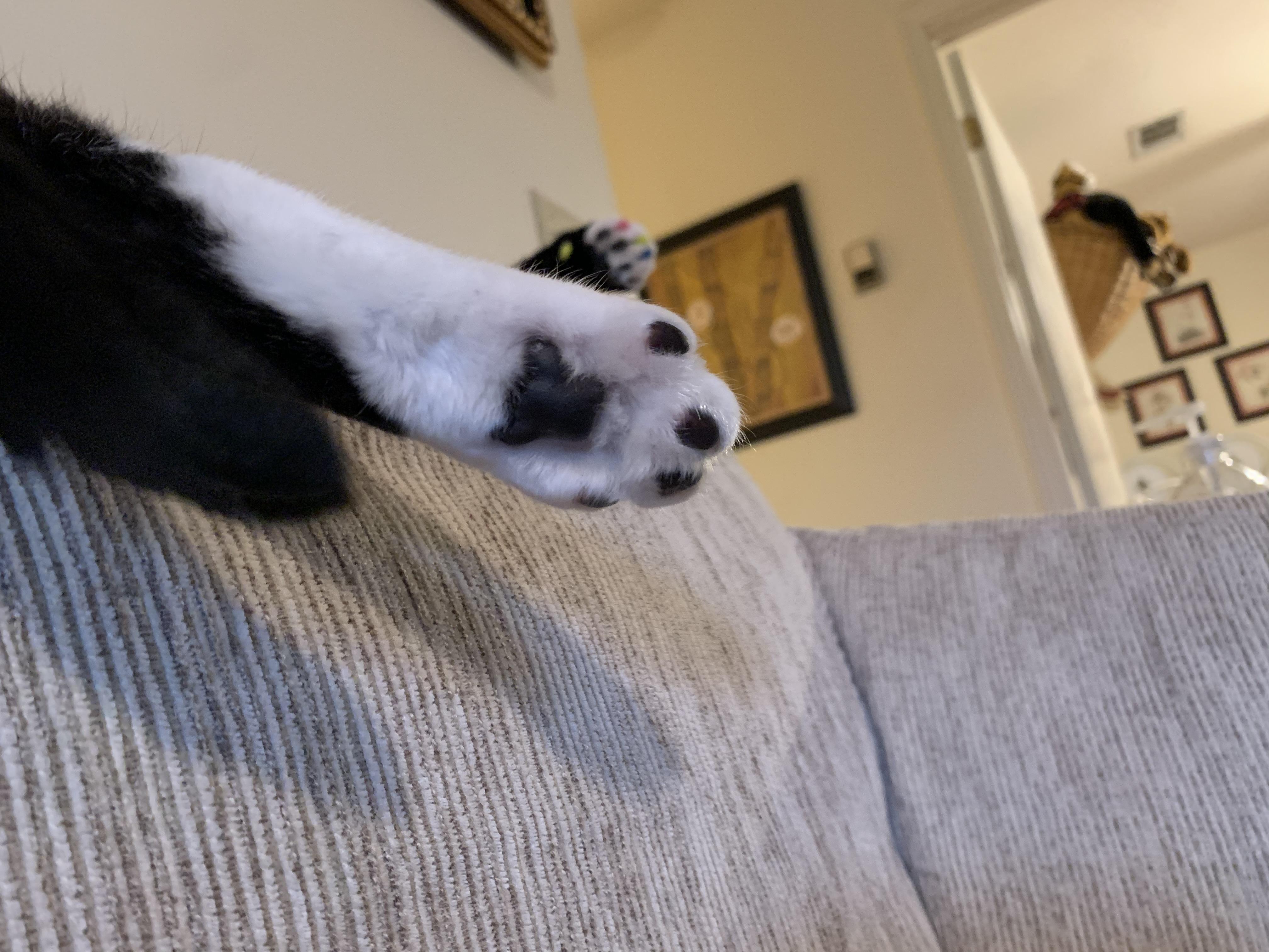 Black beans on white toes | Scrolller