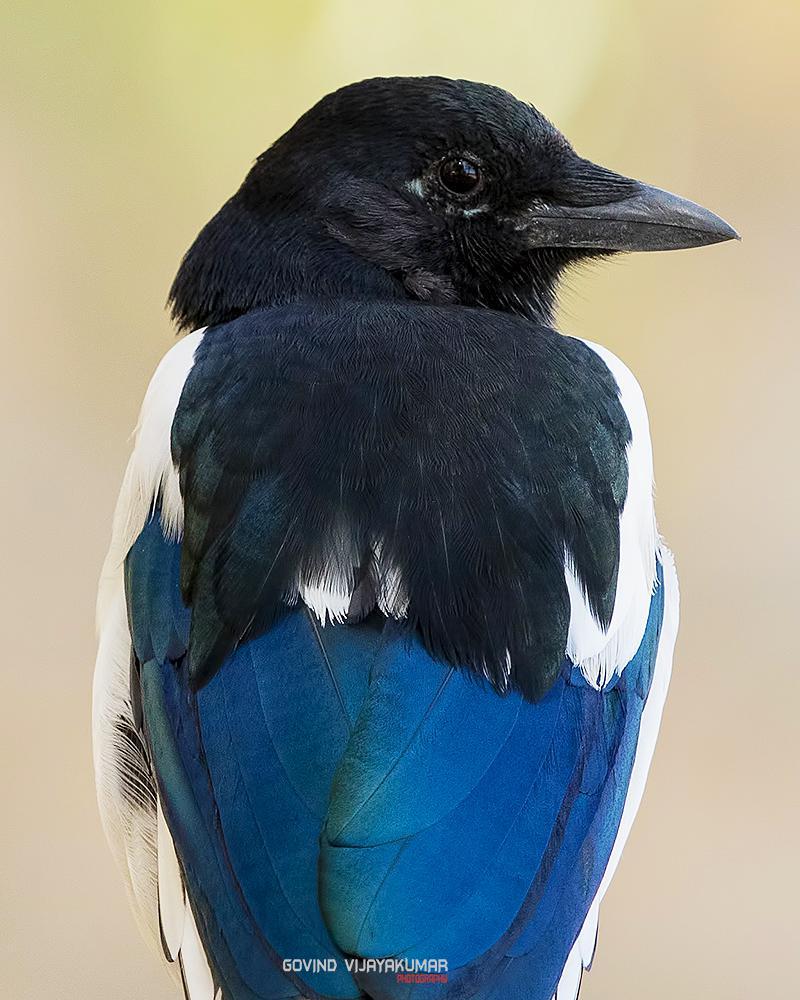 Black Billed Magpie from Ladakh, India | Scrolller