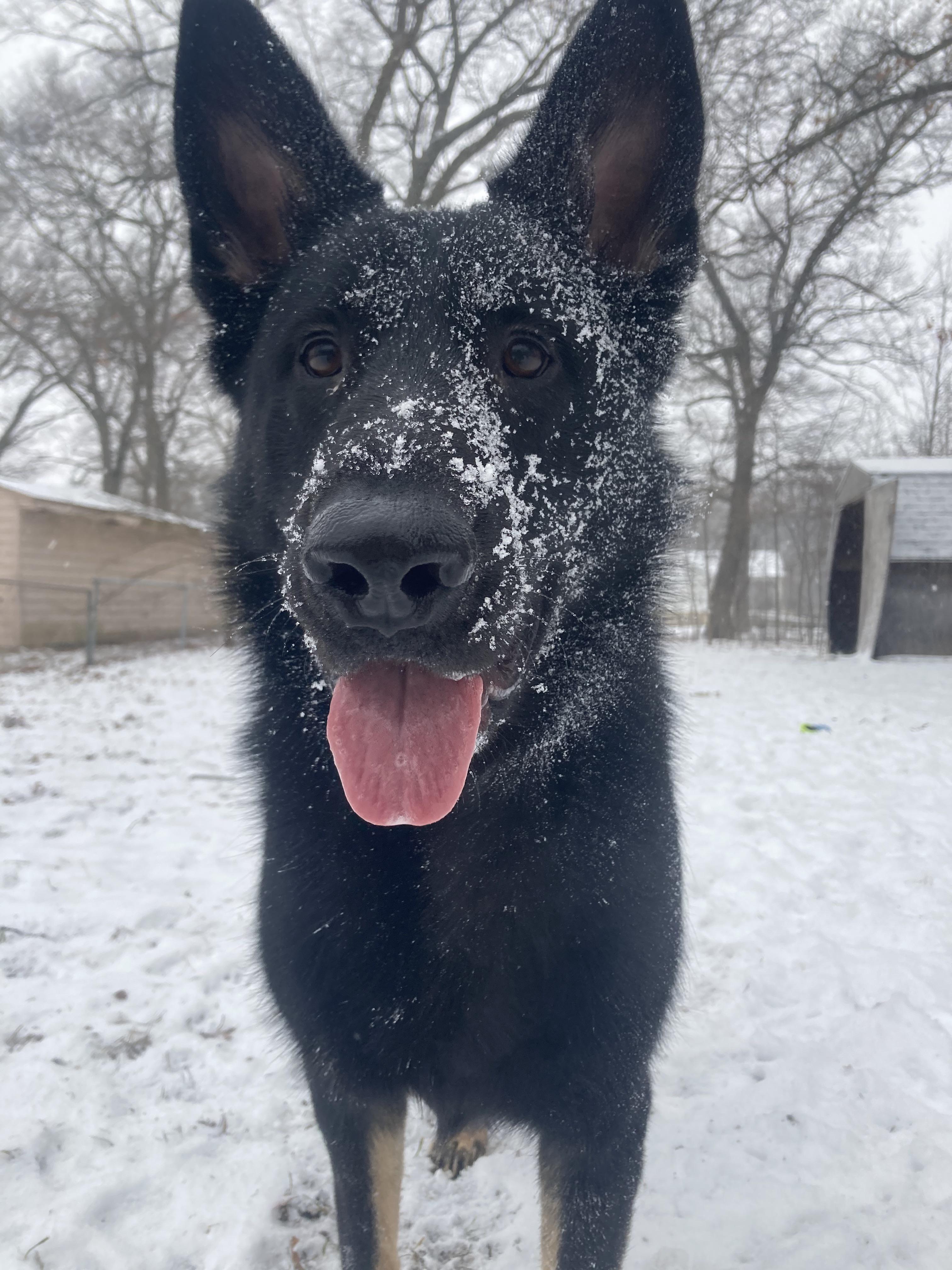 Black German + fresh snow = photo op | Scrolller