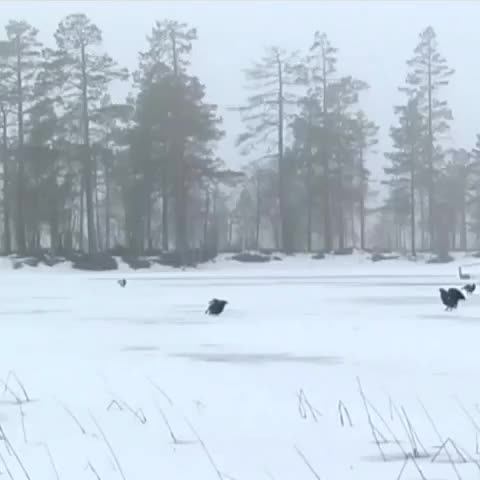 Black Grouse rips the head of a rival during the mating season | Scrolller