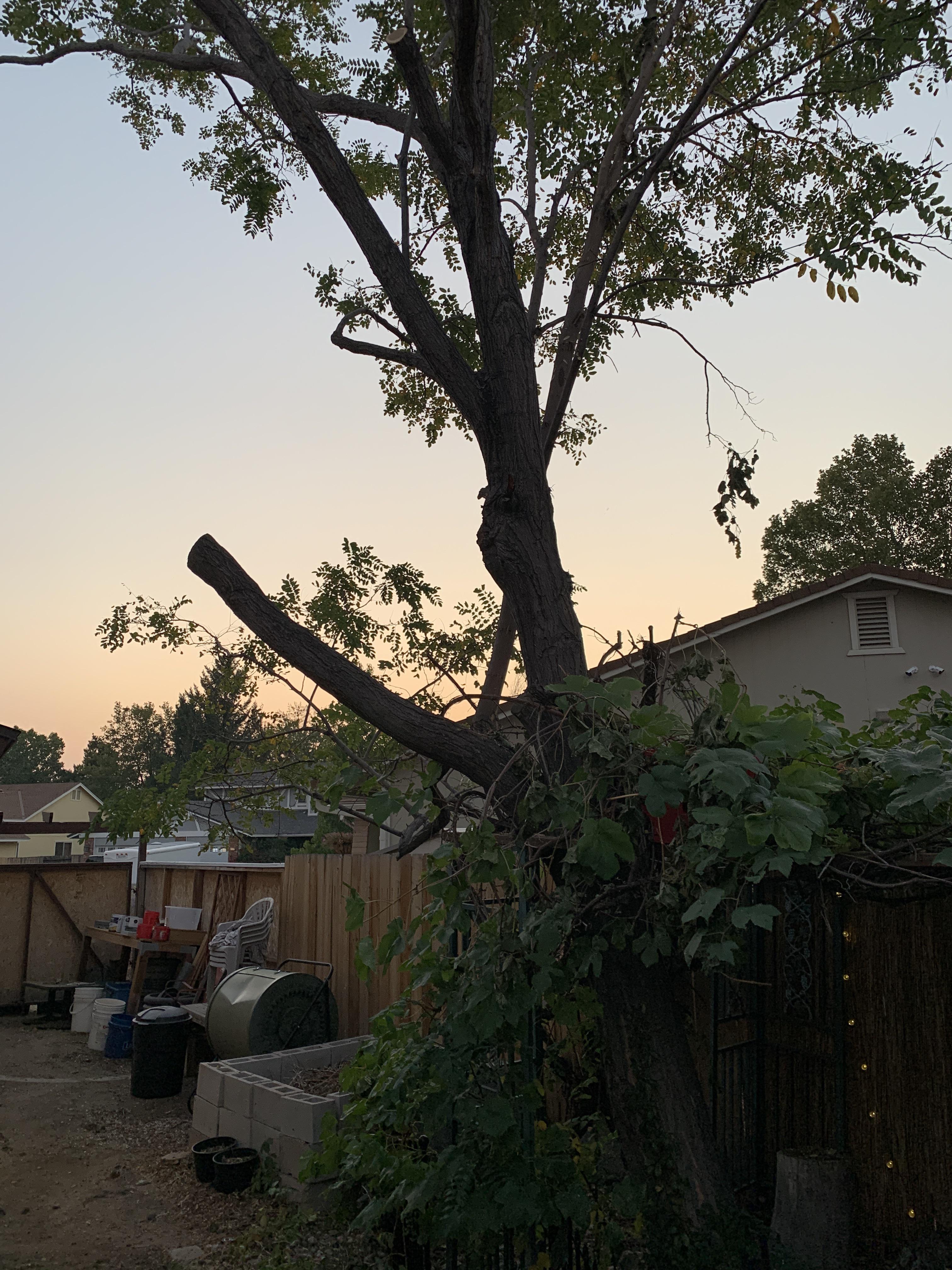 Black Locust tree. Cut branch away from house. Will the branch ever provide shade again or am I ...