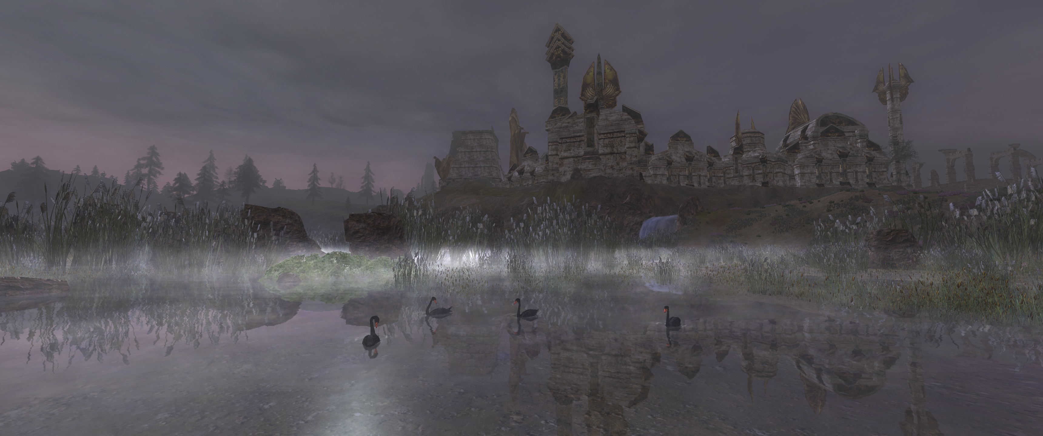 Black Swan! | Scrolller