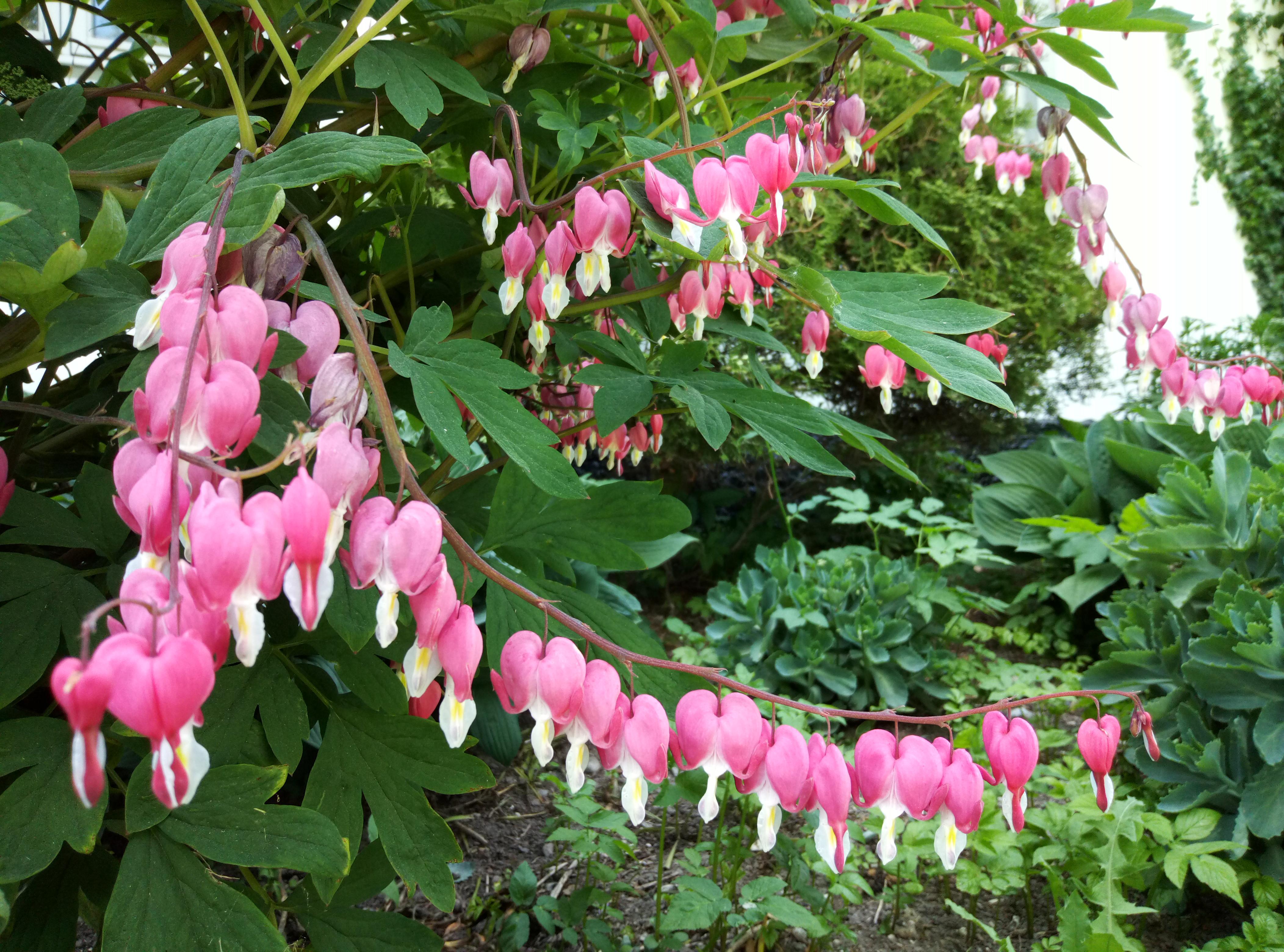 Bleeding hearts | Scrolller