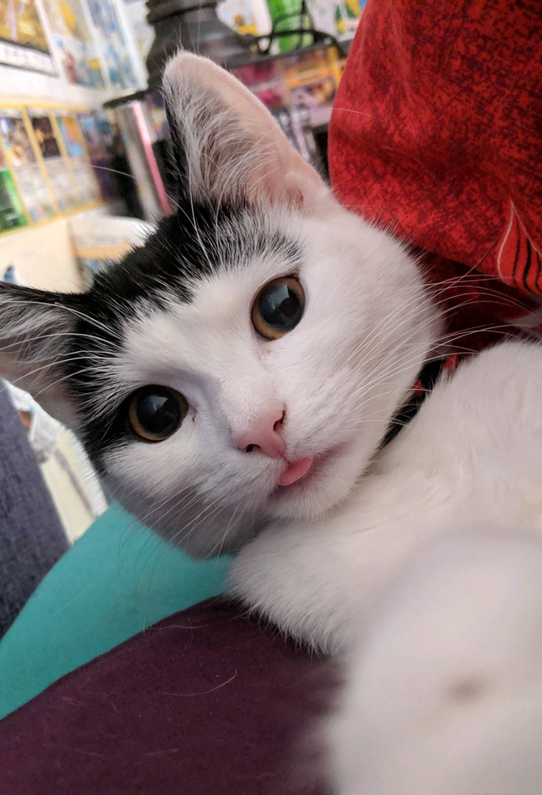 Blep | Scrolller