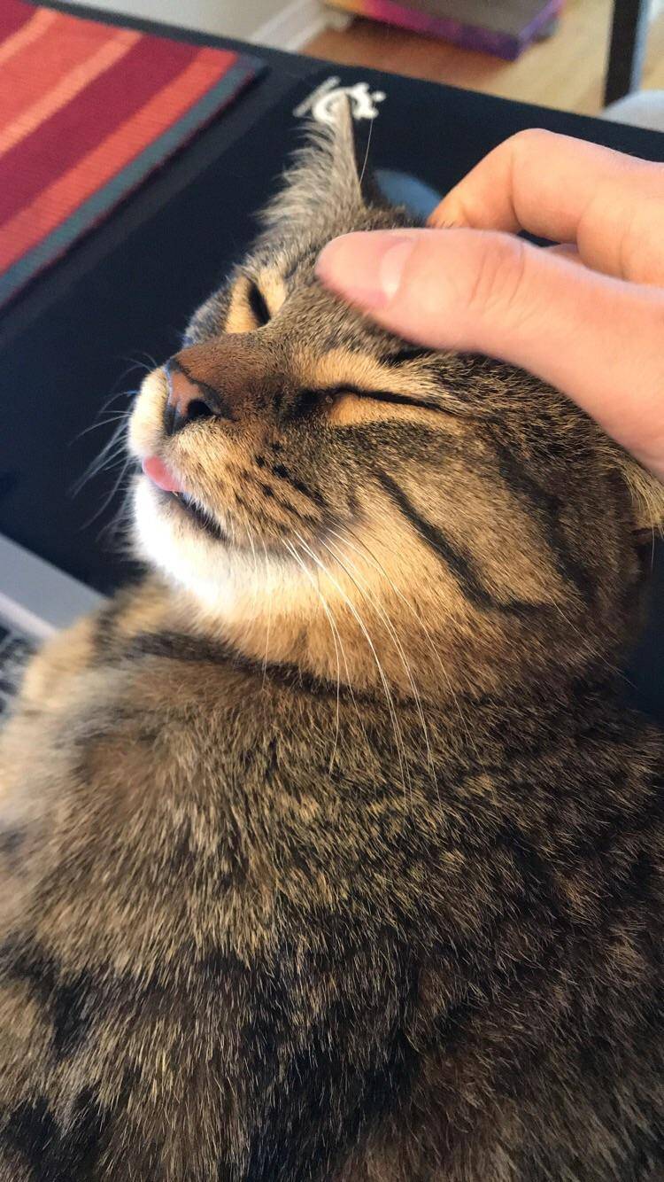 Blep mid scratch | Scrolller