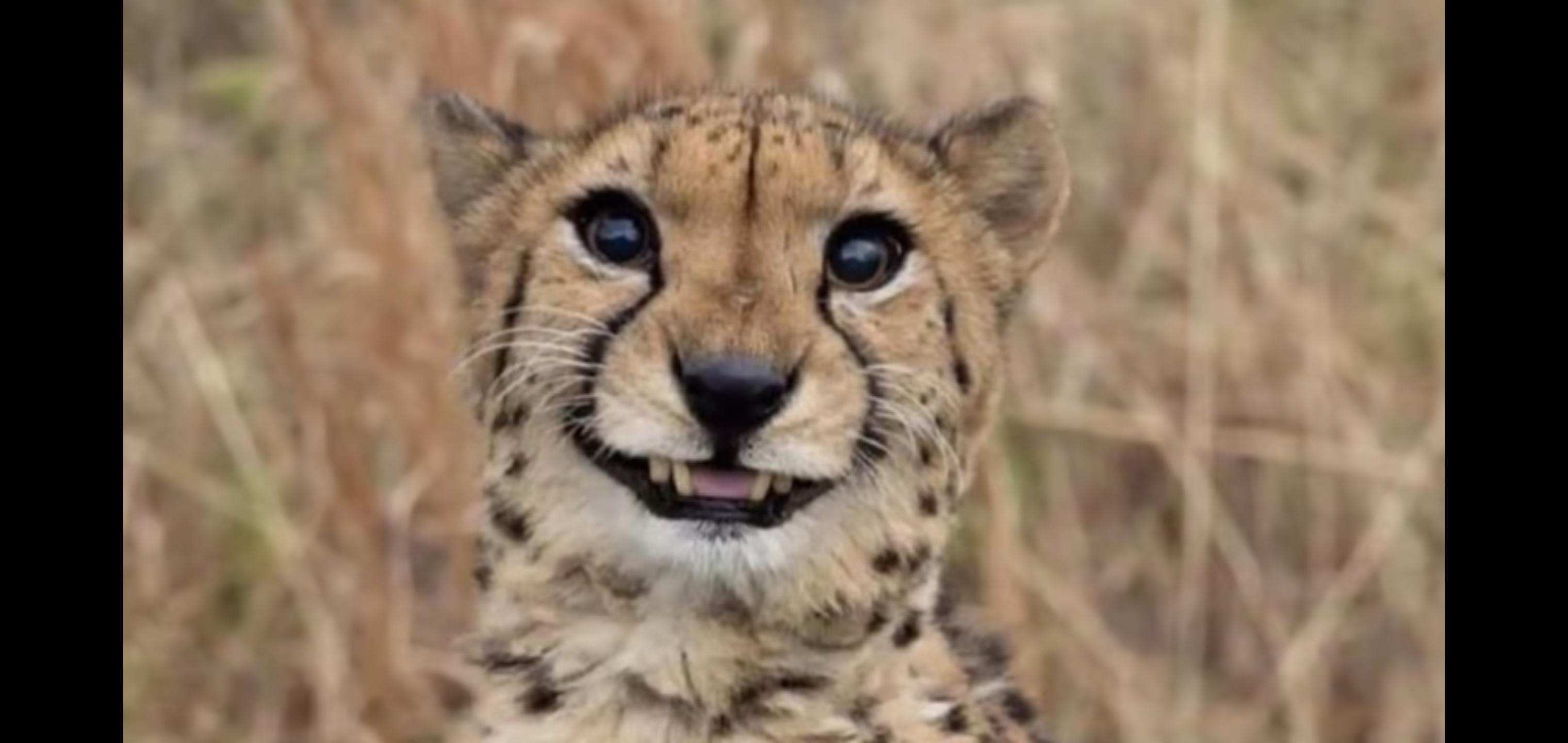 Blessed cheetah :) | Scrolller