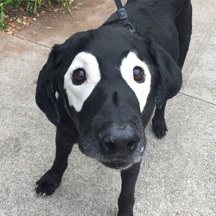 Blessed_ Dog | Scrolller