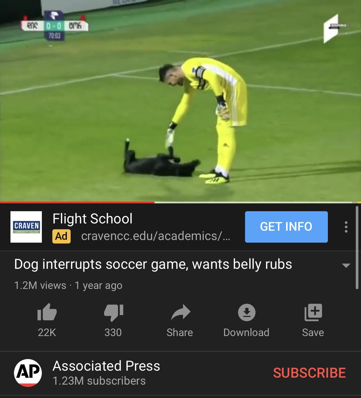 Blessed doggo | Scrolller