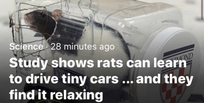 Blessed_Rats | Scrolller