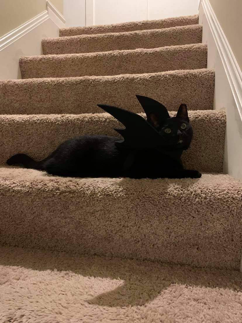 blessed_toothless | Scrolller