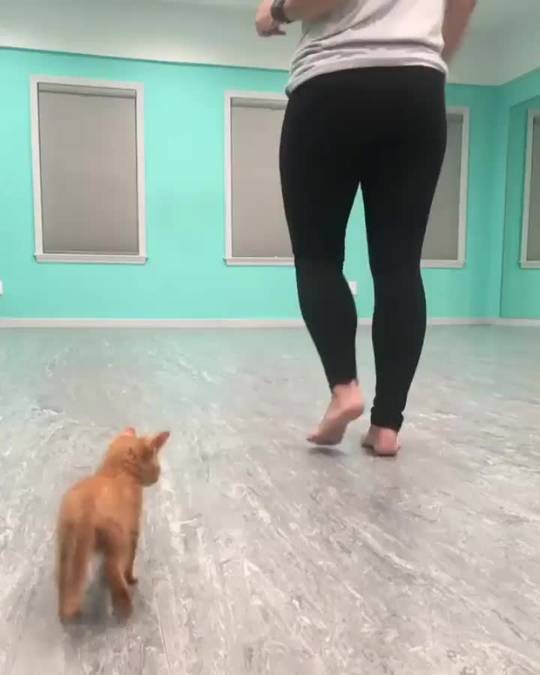 Blind kitten playing with it's human | Scrolller