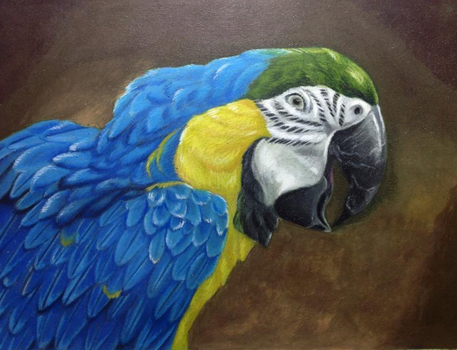 Blue and Gold Macaw | Scrolller