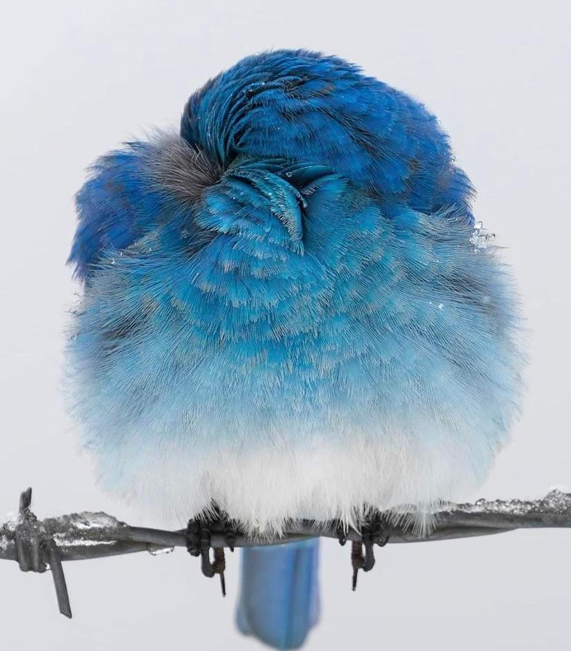 Blue borb | Scrolller