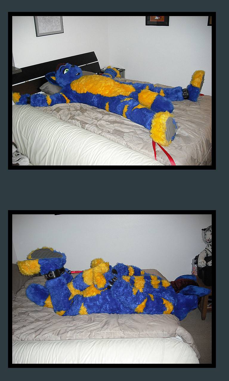 Blue cat bondage | Scrolller