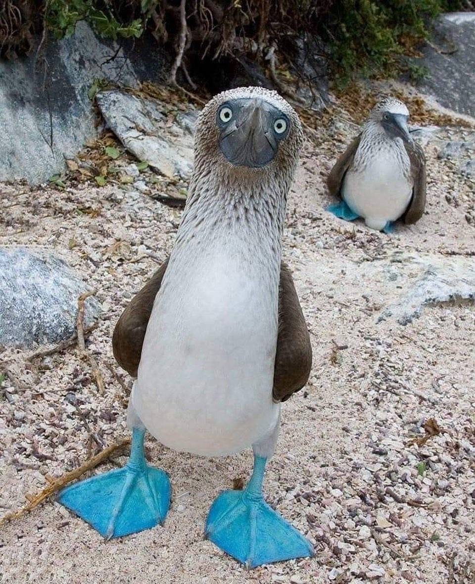 Blue-footed Booby | Scrolller
