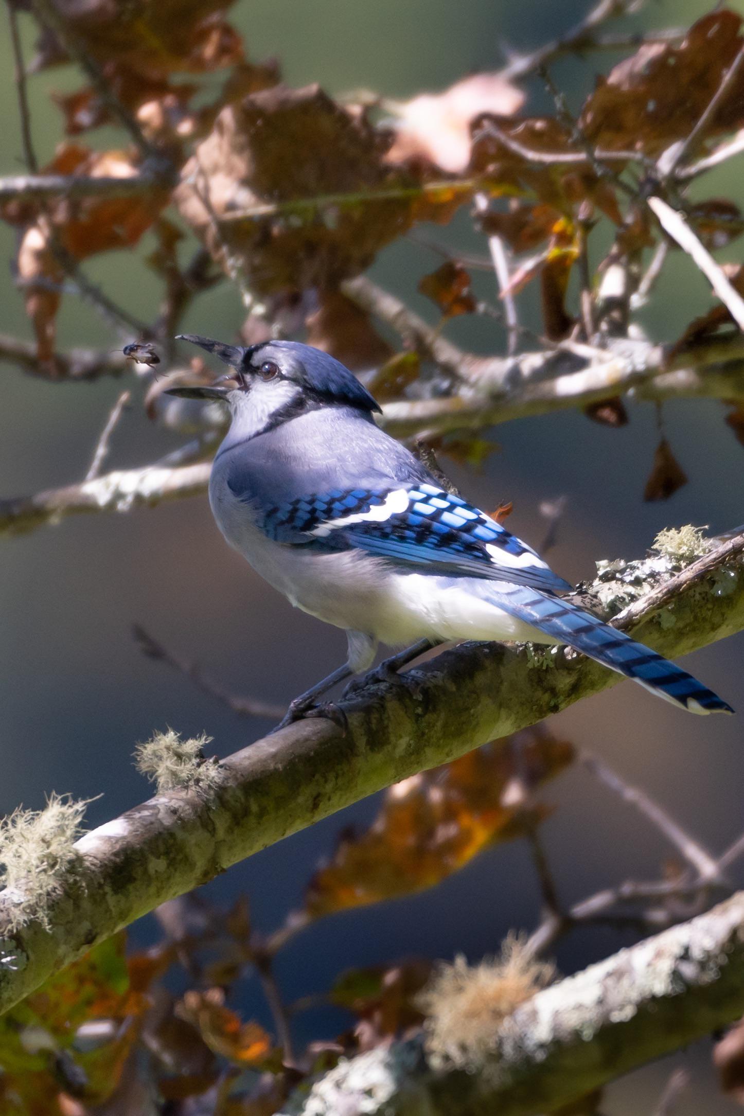 Blue jay, Valle Crucis, North Carolina | Scrolller