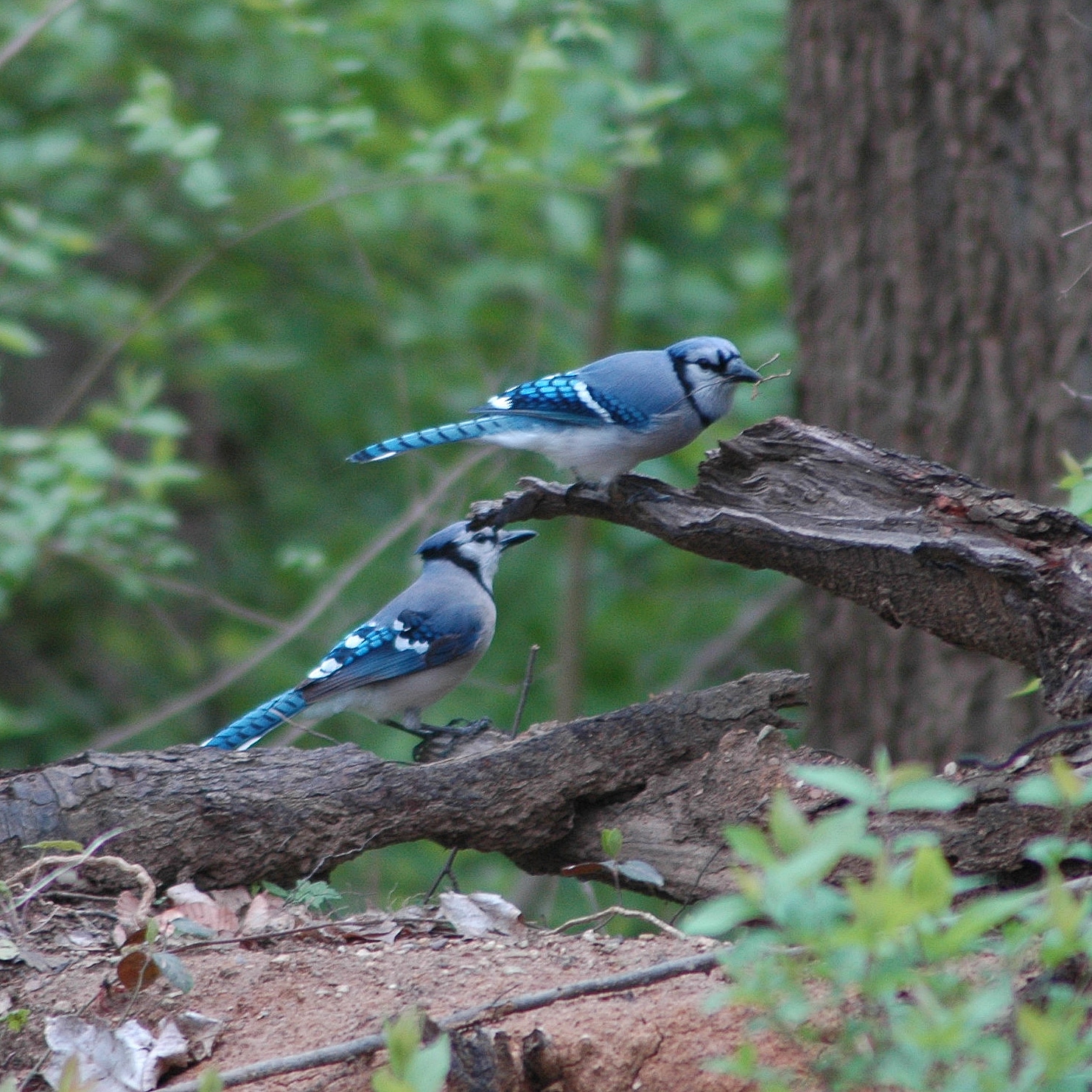 Blue Jays/Cincinnati, OH | Scrolller