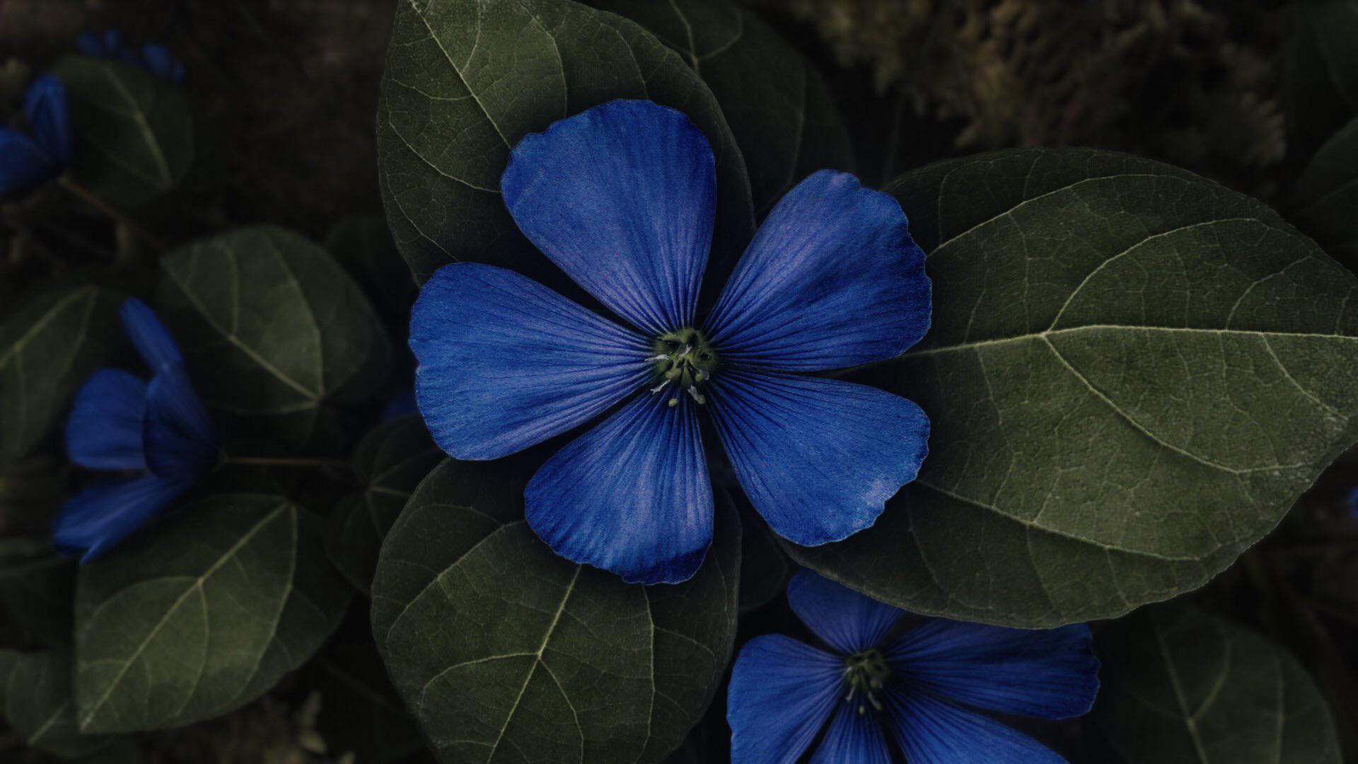 Blue mountain flower | Scrolller