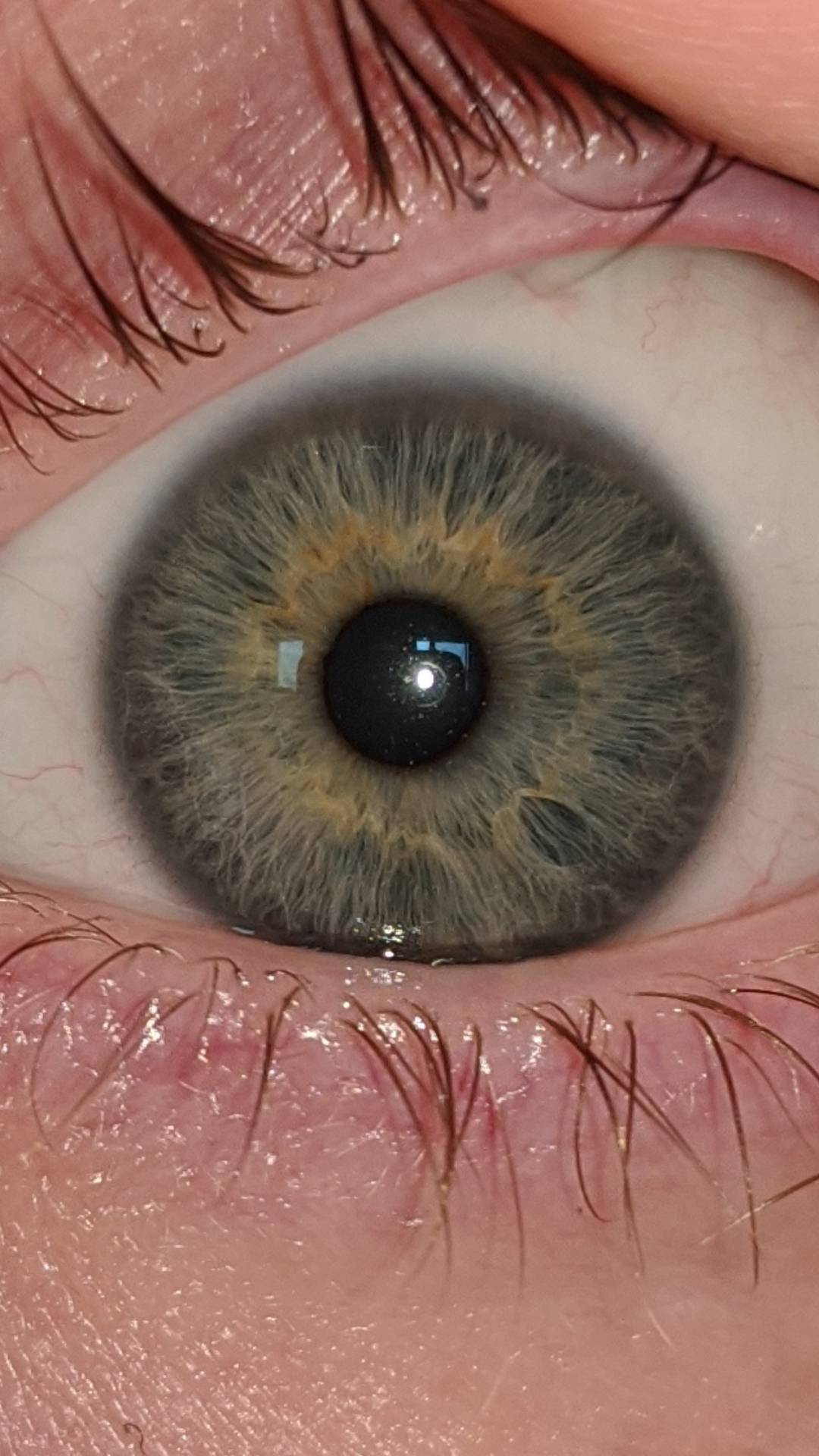 Blue w/gold? Hazel? Green? Or CH? I've never really tried to get an opinion. | Scrolller