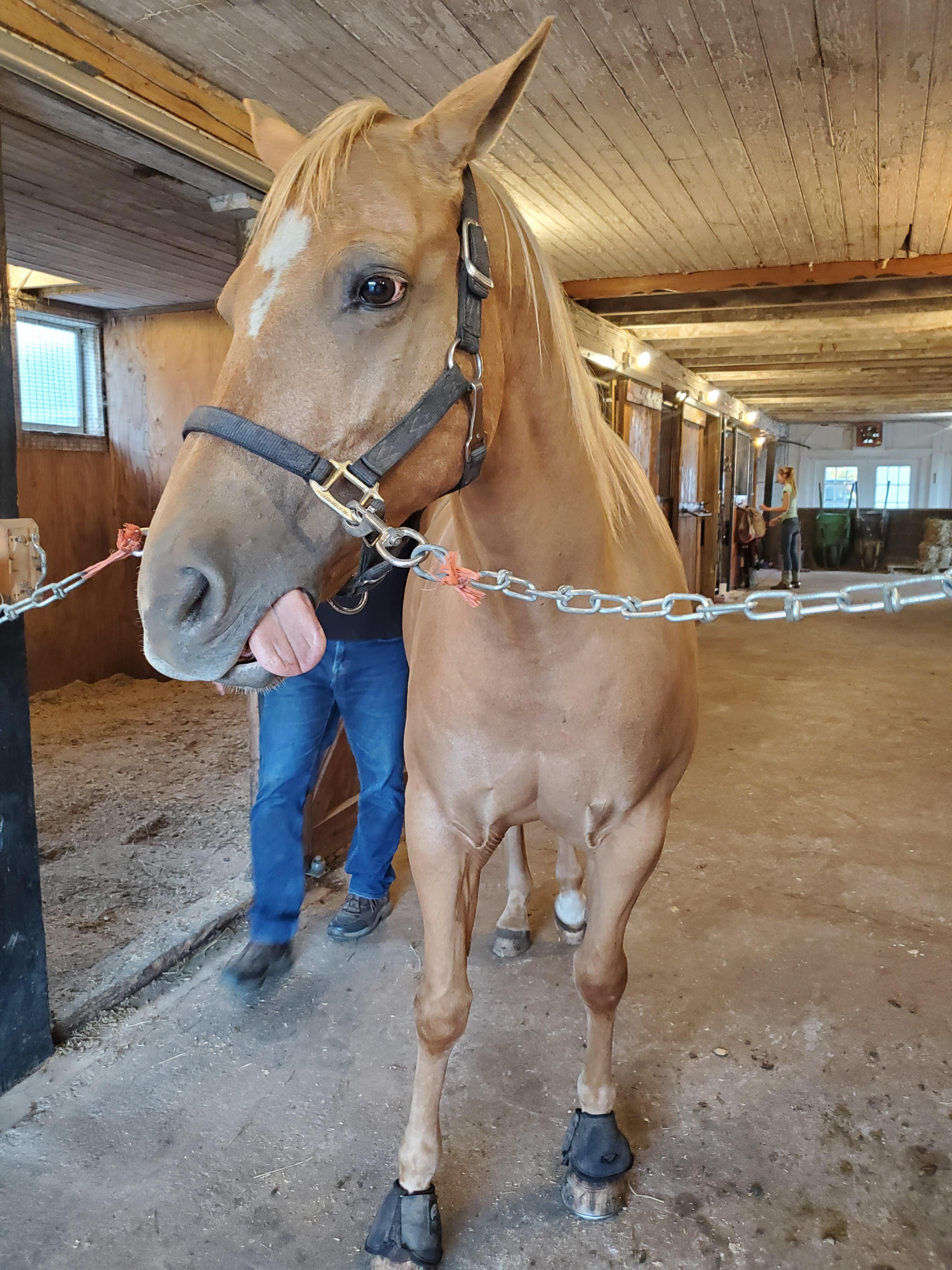 Blup goes the horse. | Scrolller