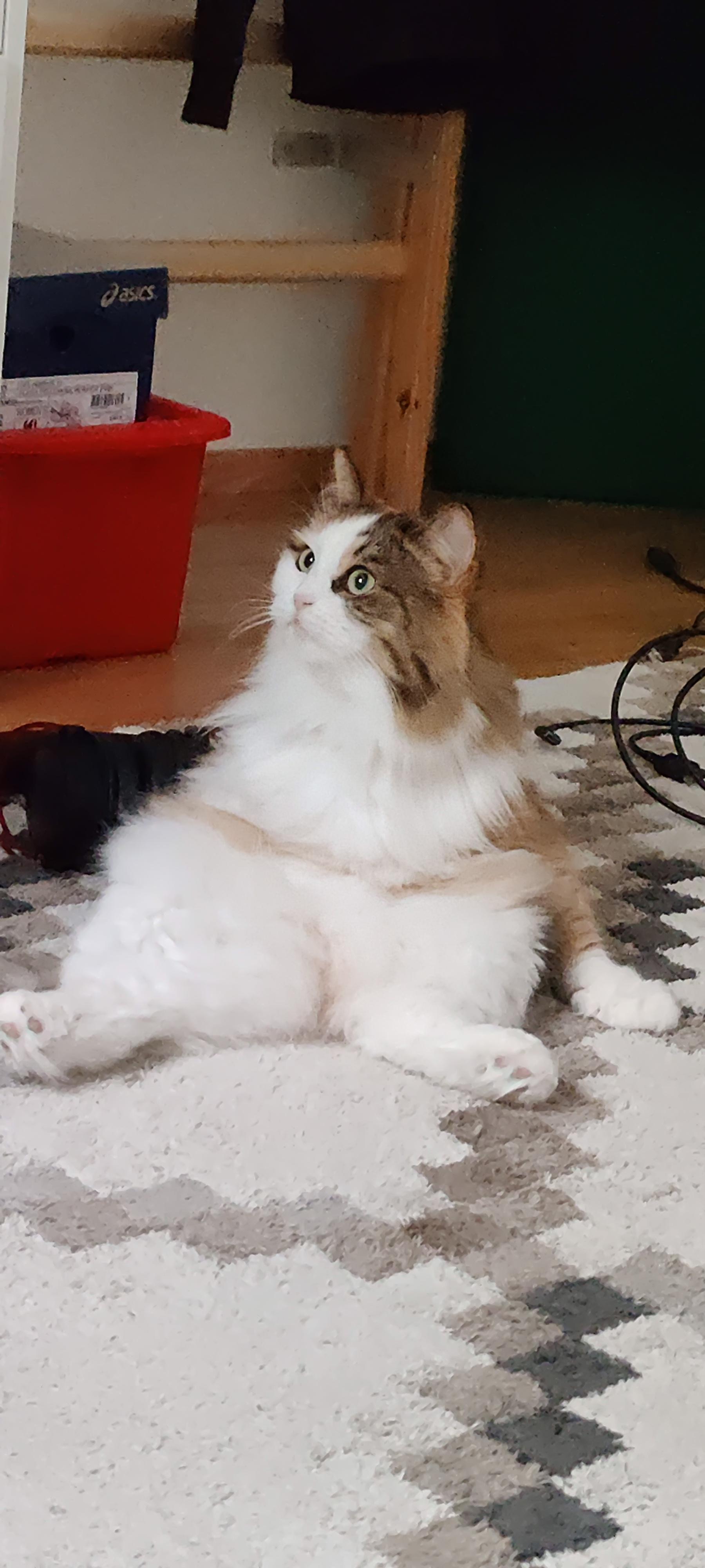 Blursed_cat | Scrolller