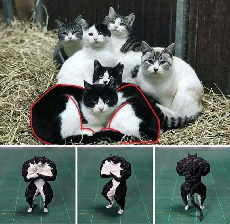 blursed cat | Scrolller