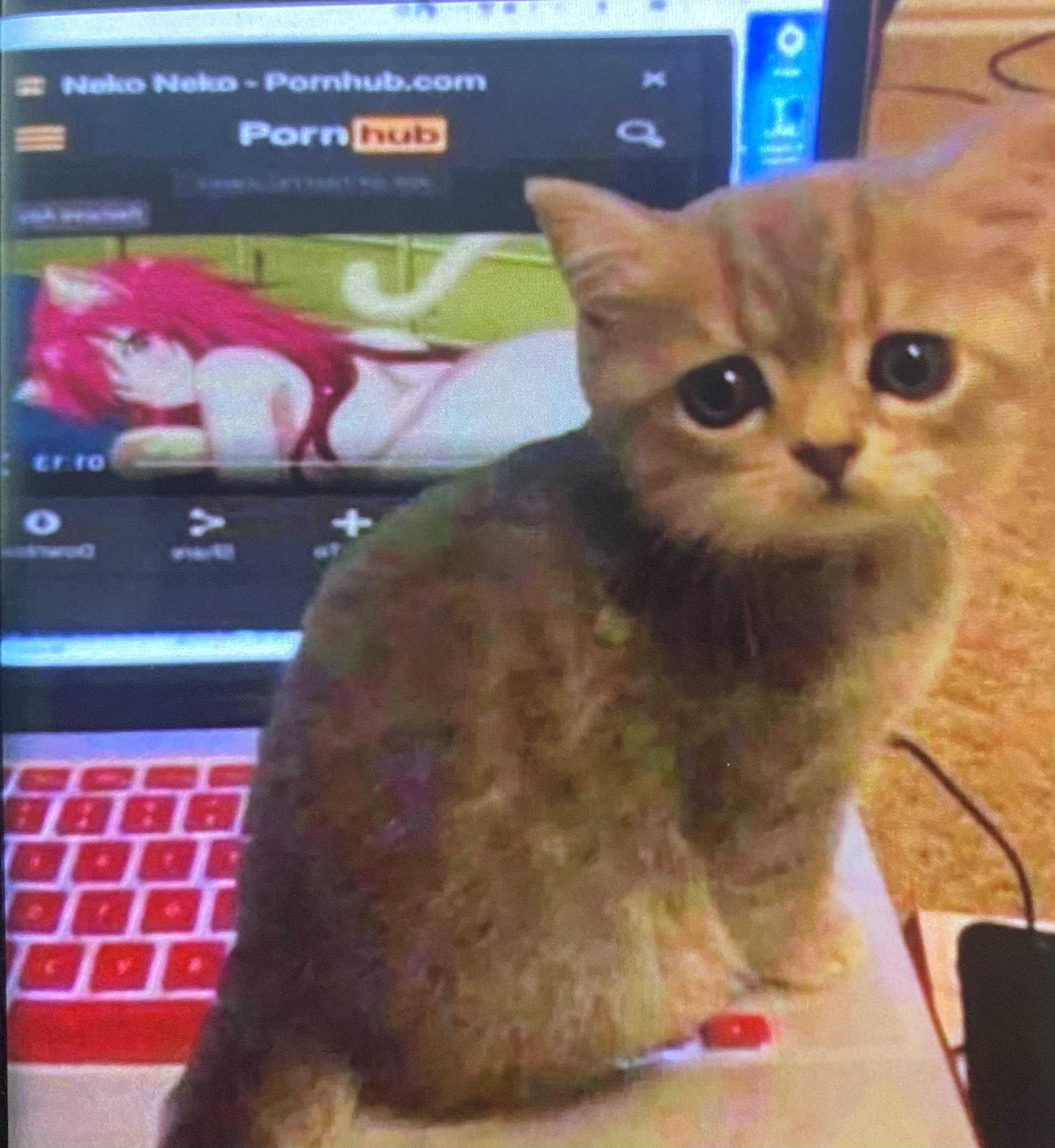 Blursed cat | Scrolller