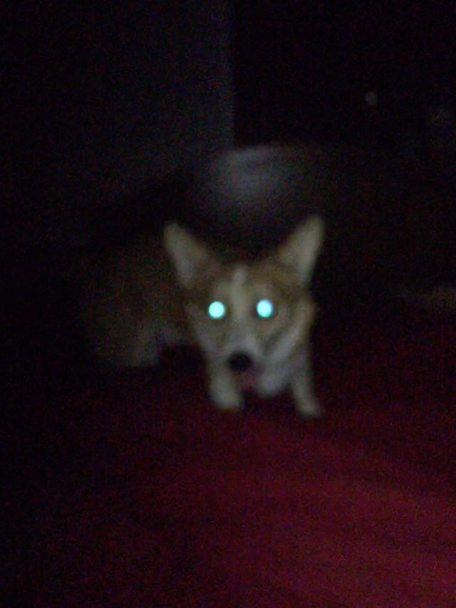 Blursed_corgi | Scrolller