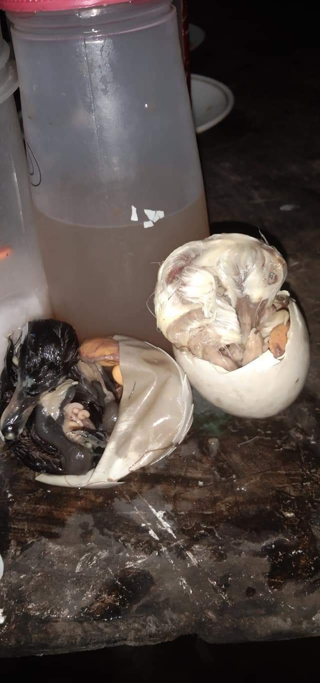 Blursed_Egg | Scrolller