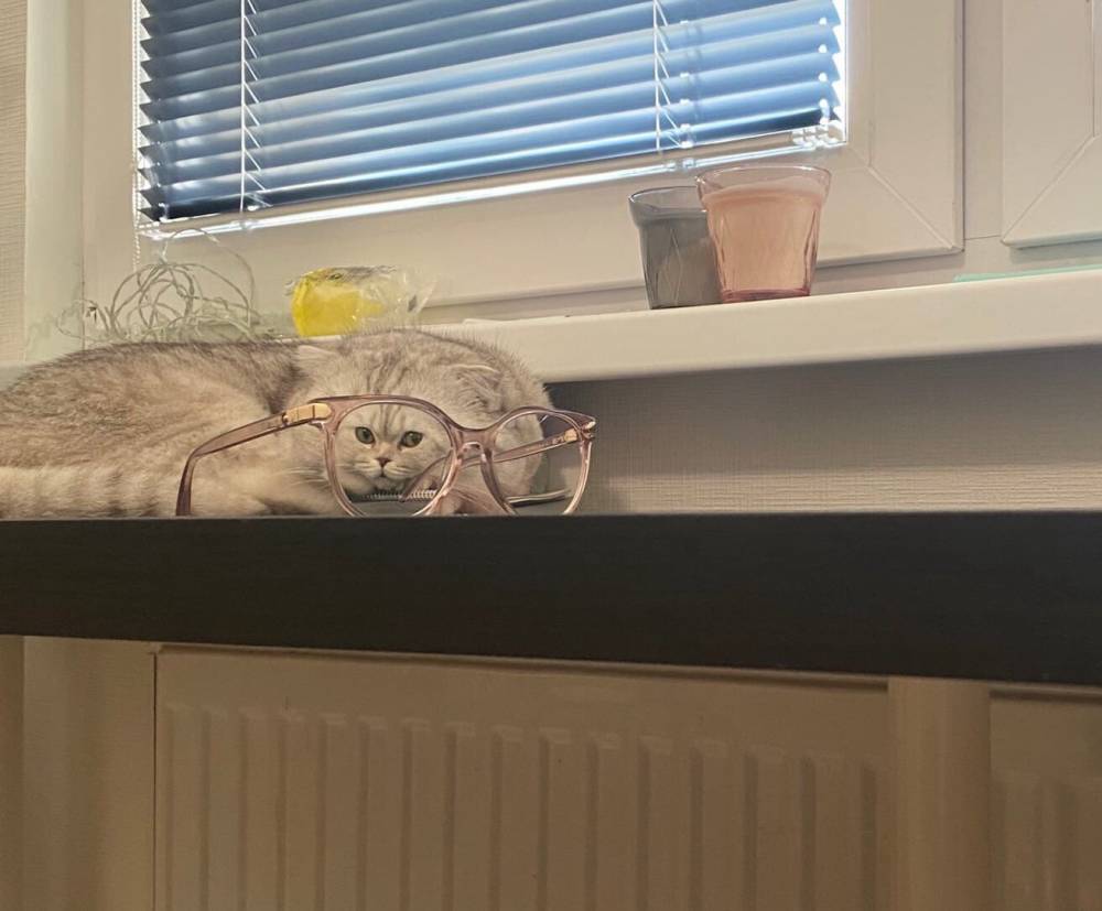 Blursed kitten | Scrolller