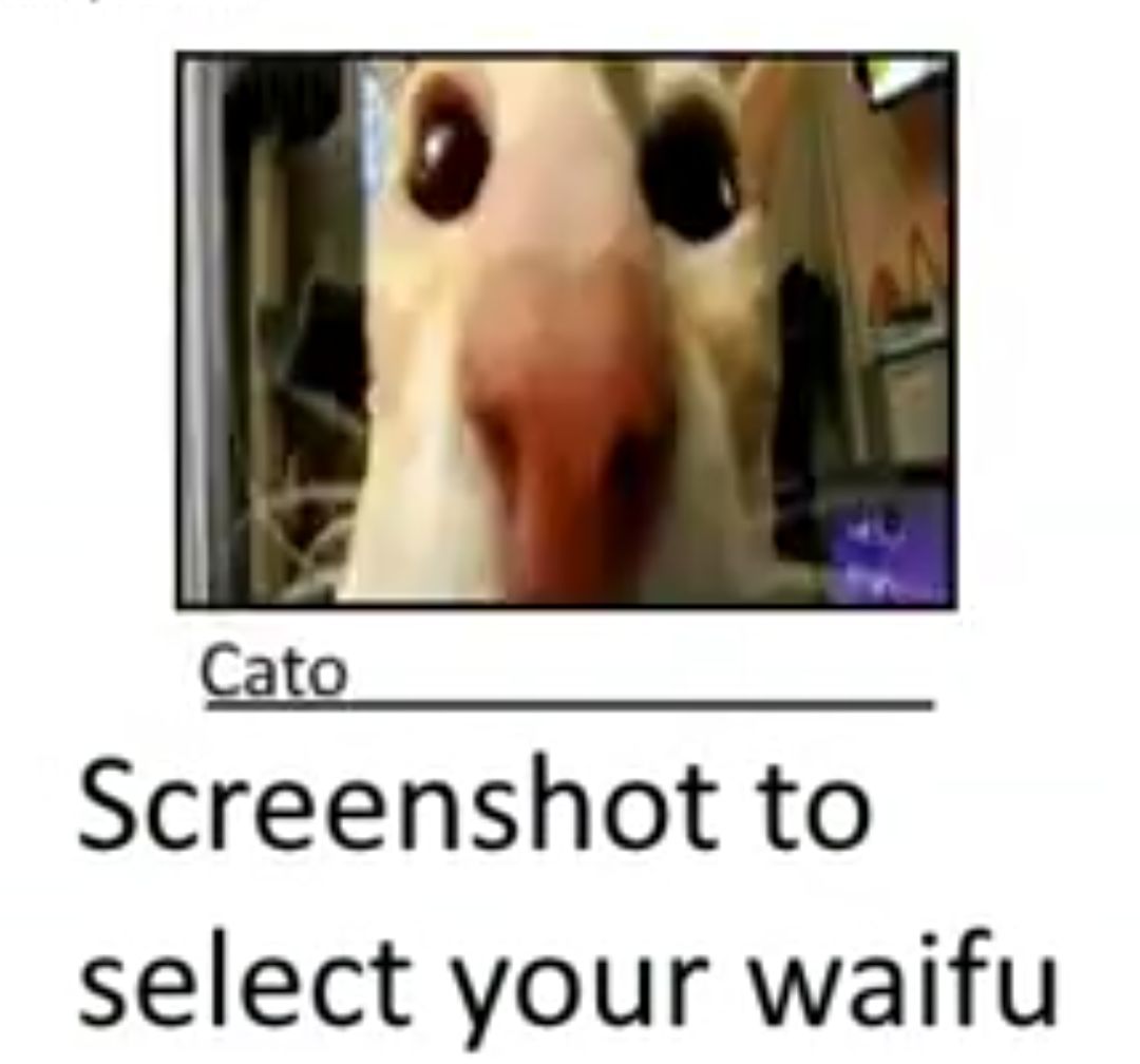 blursed_waifu | Scrolller