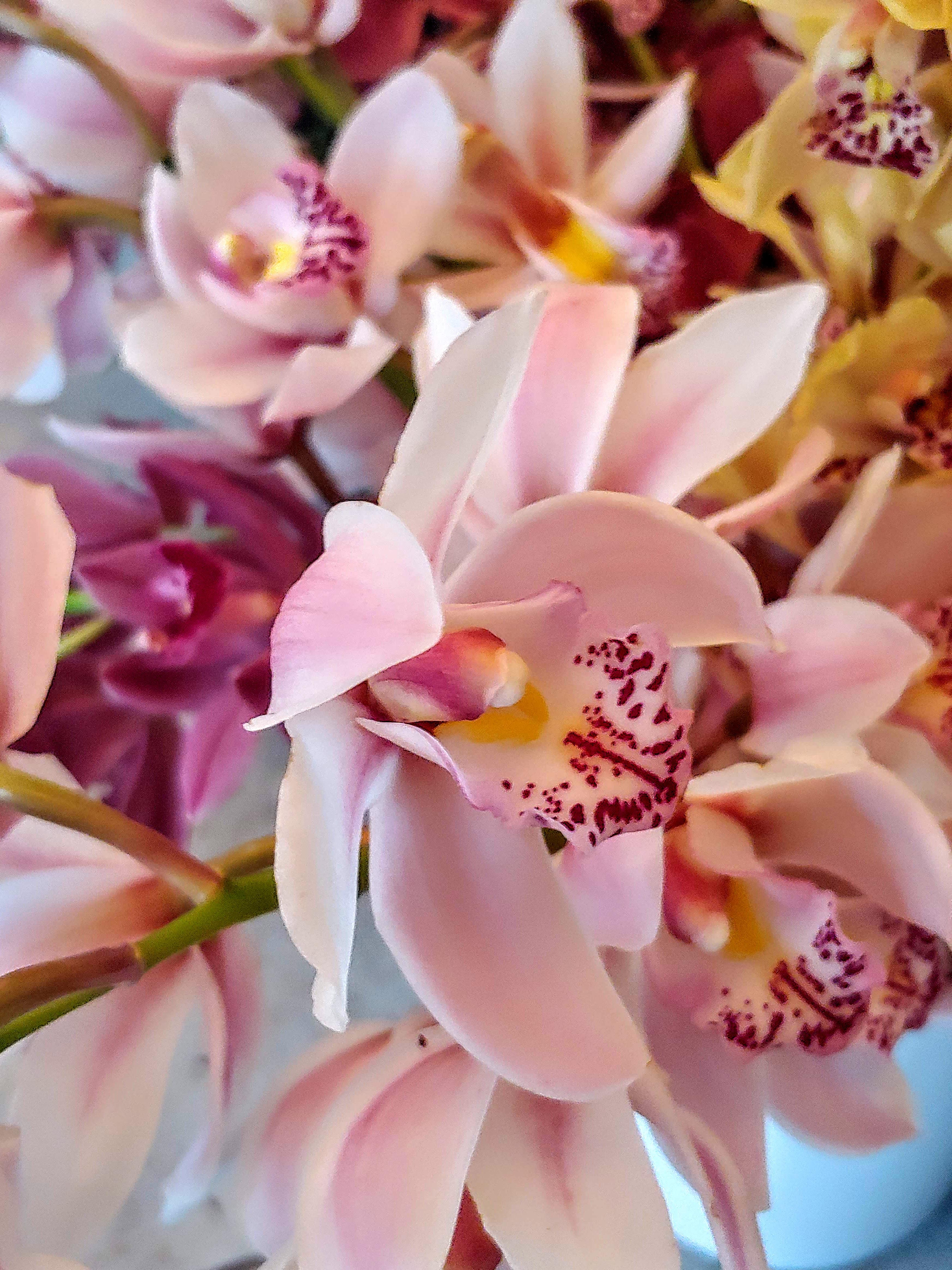 Boat orchids (Cymbidium) | Scrolller