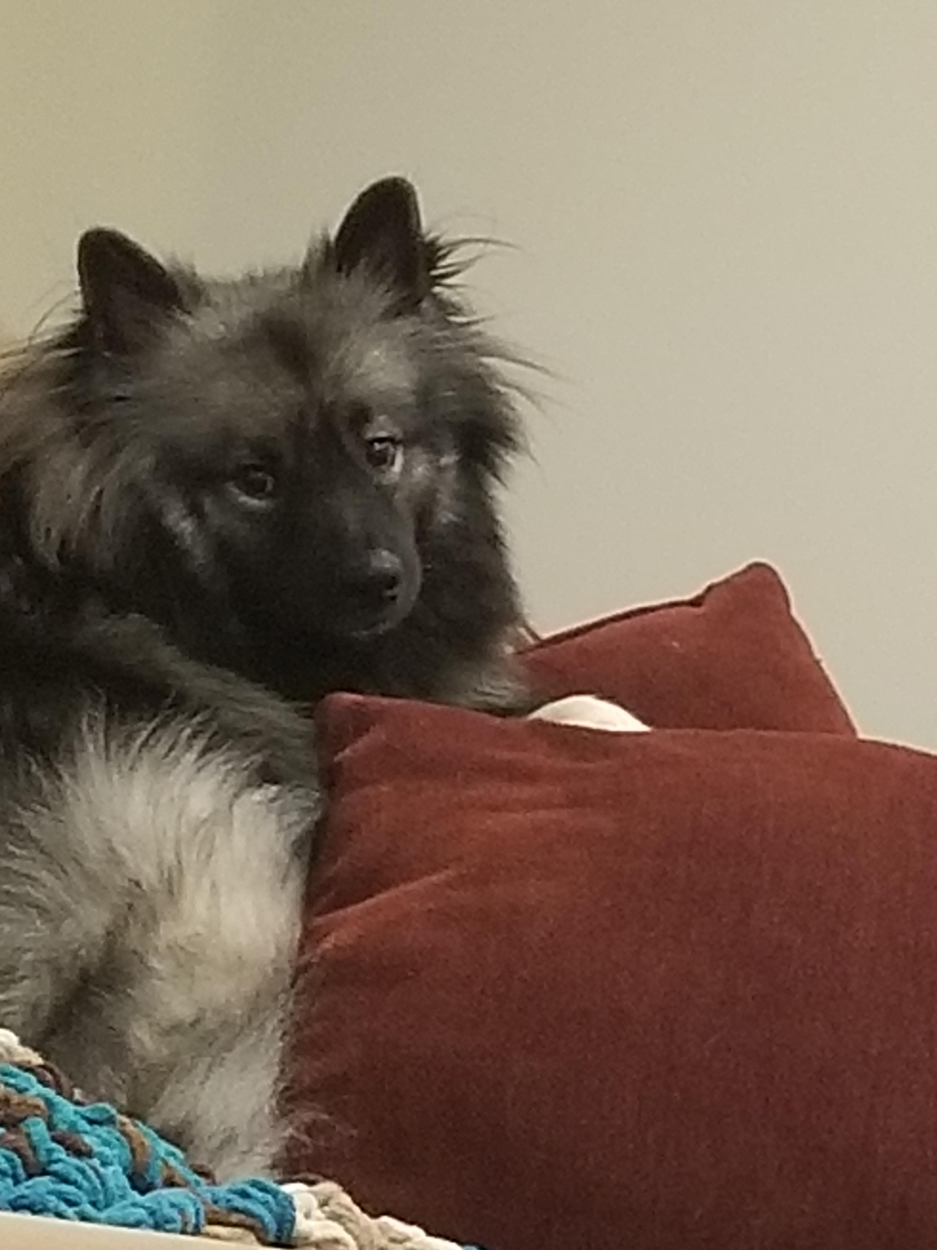 Bob B loves soft pillows! | Scrolller