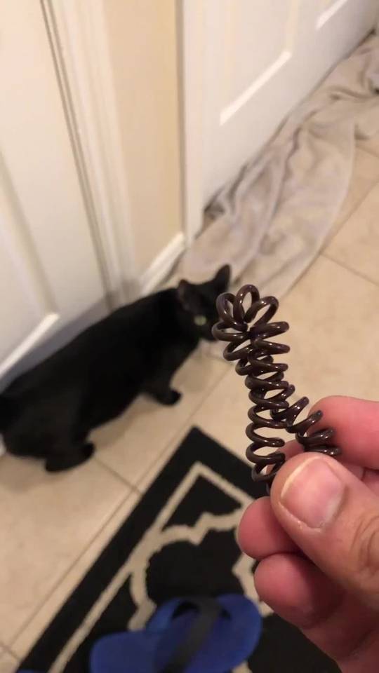 Boba and I playing fetch | Scrolller