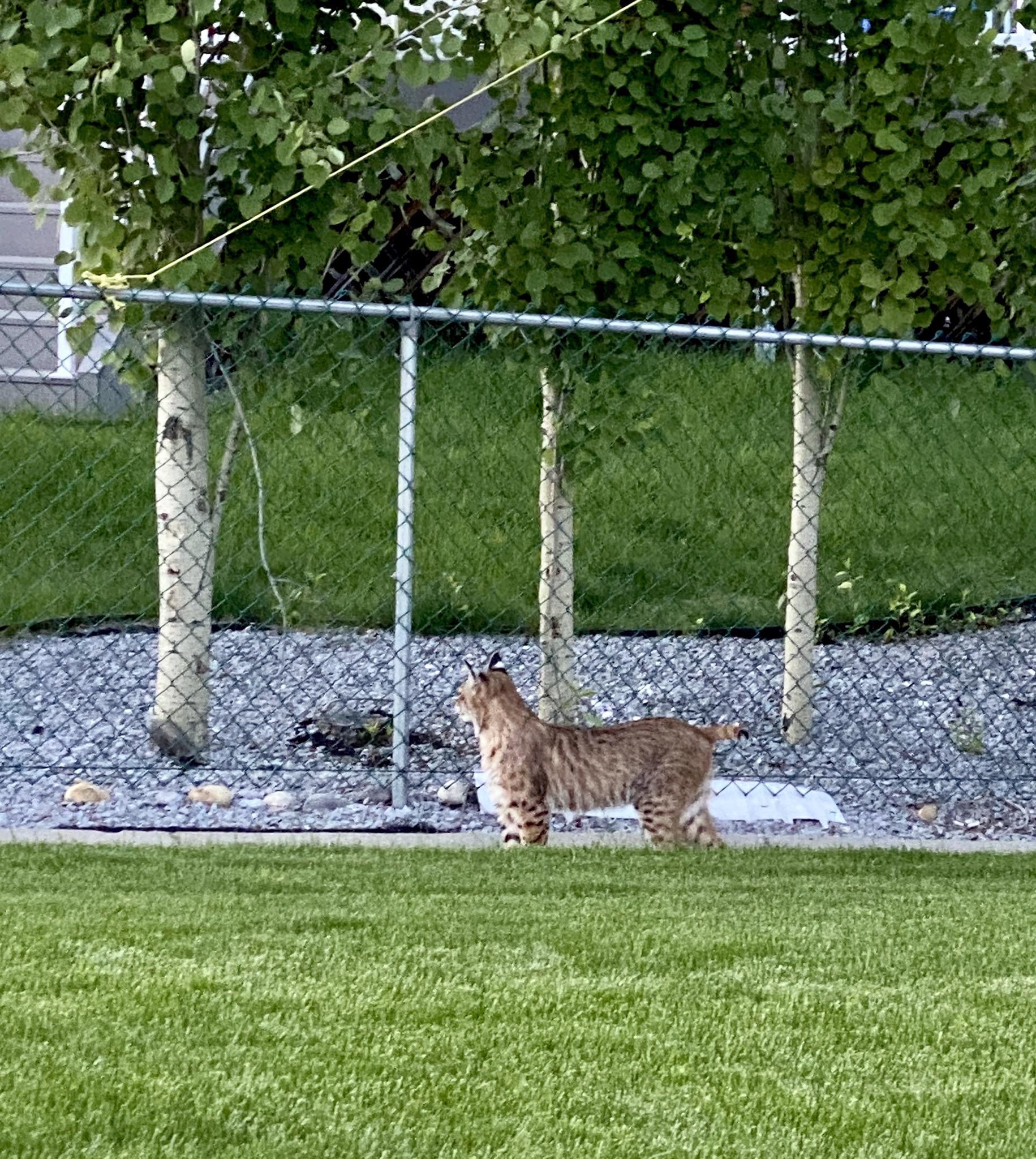 Bobcat spotted in Hamptons NW | Scrolller