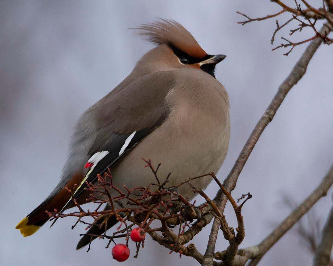 Bohemian Borb | Scrolller