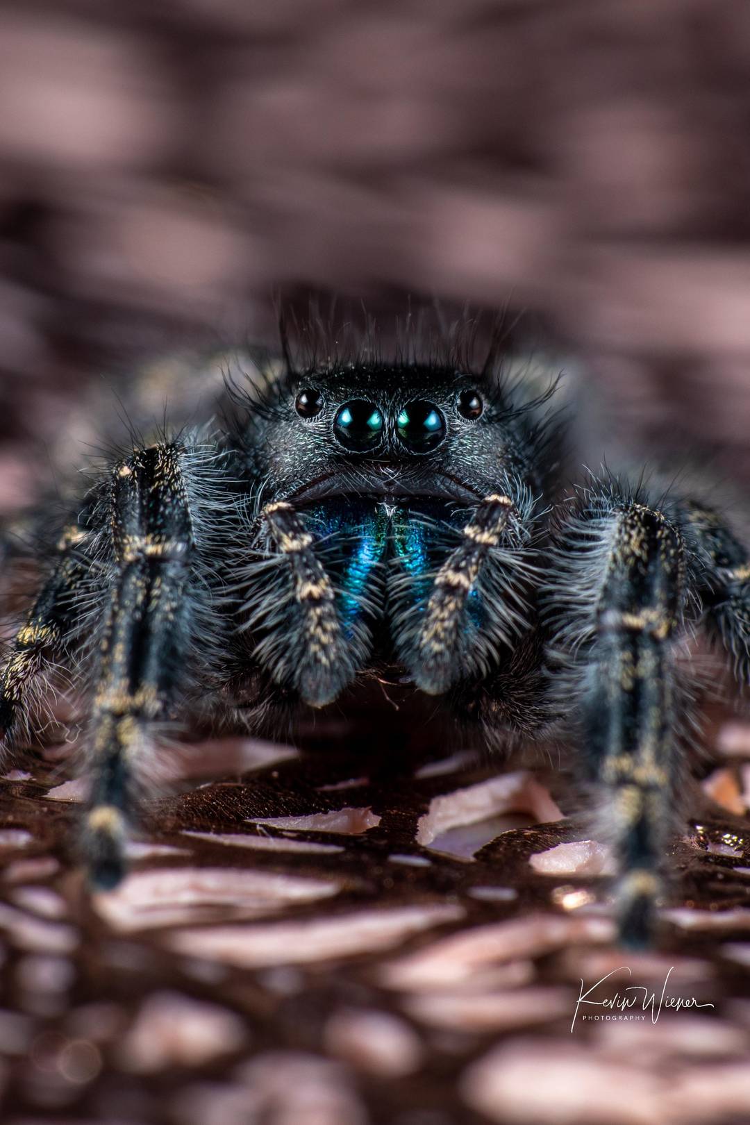 Bold Jumping Spider (Phidippus audax) | Scrolller