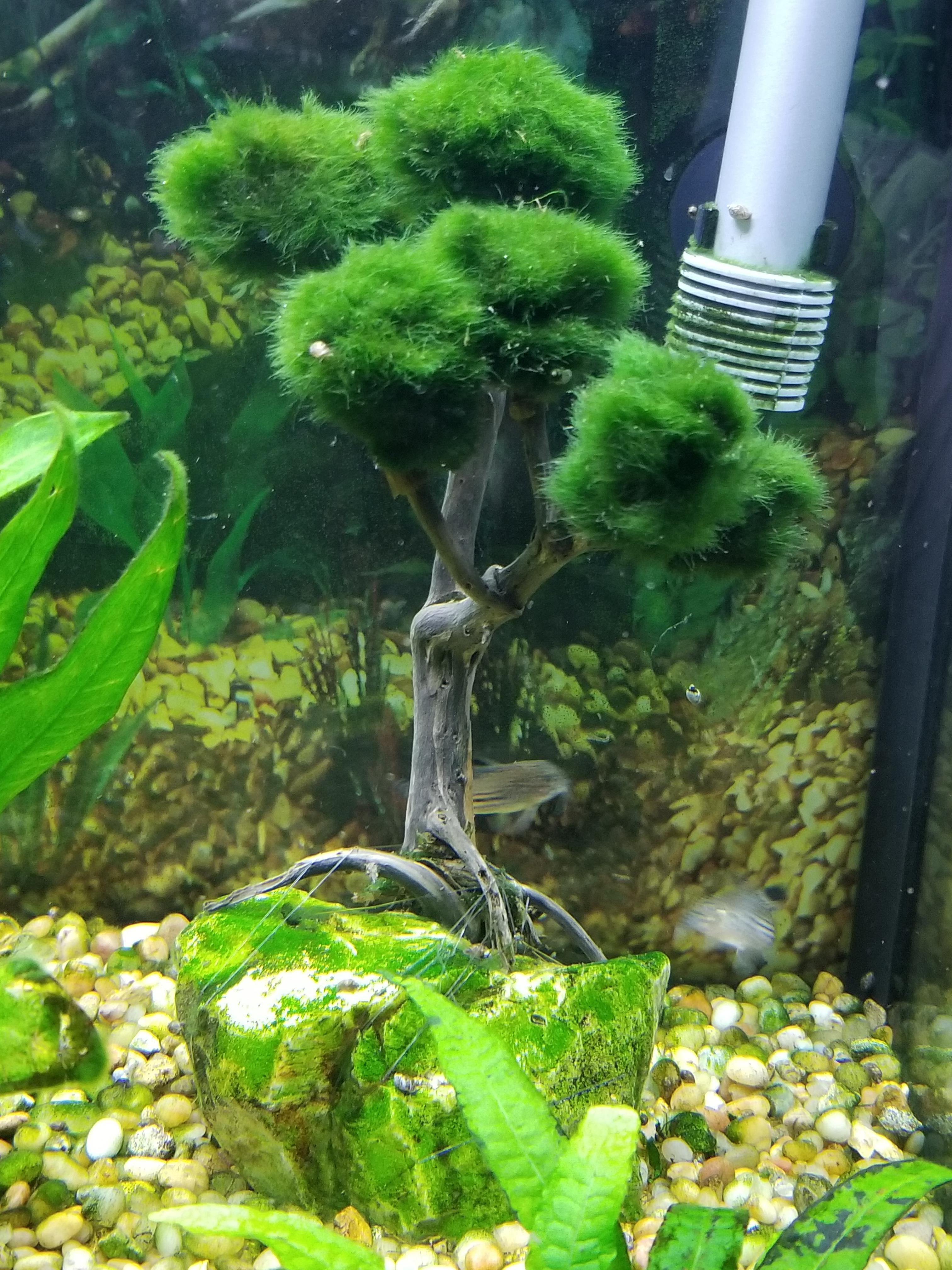 Bonsai tree with marimo moss | Scrolller