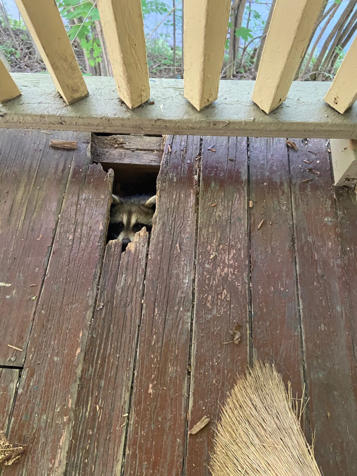 Bonus picture of our porch dweller | Scrolller