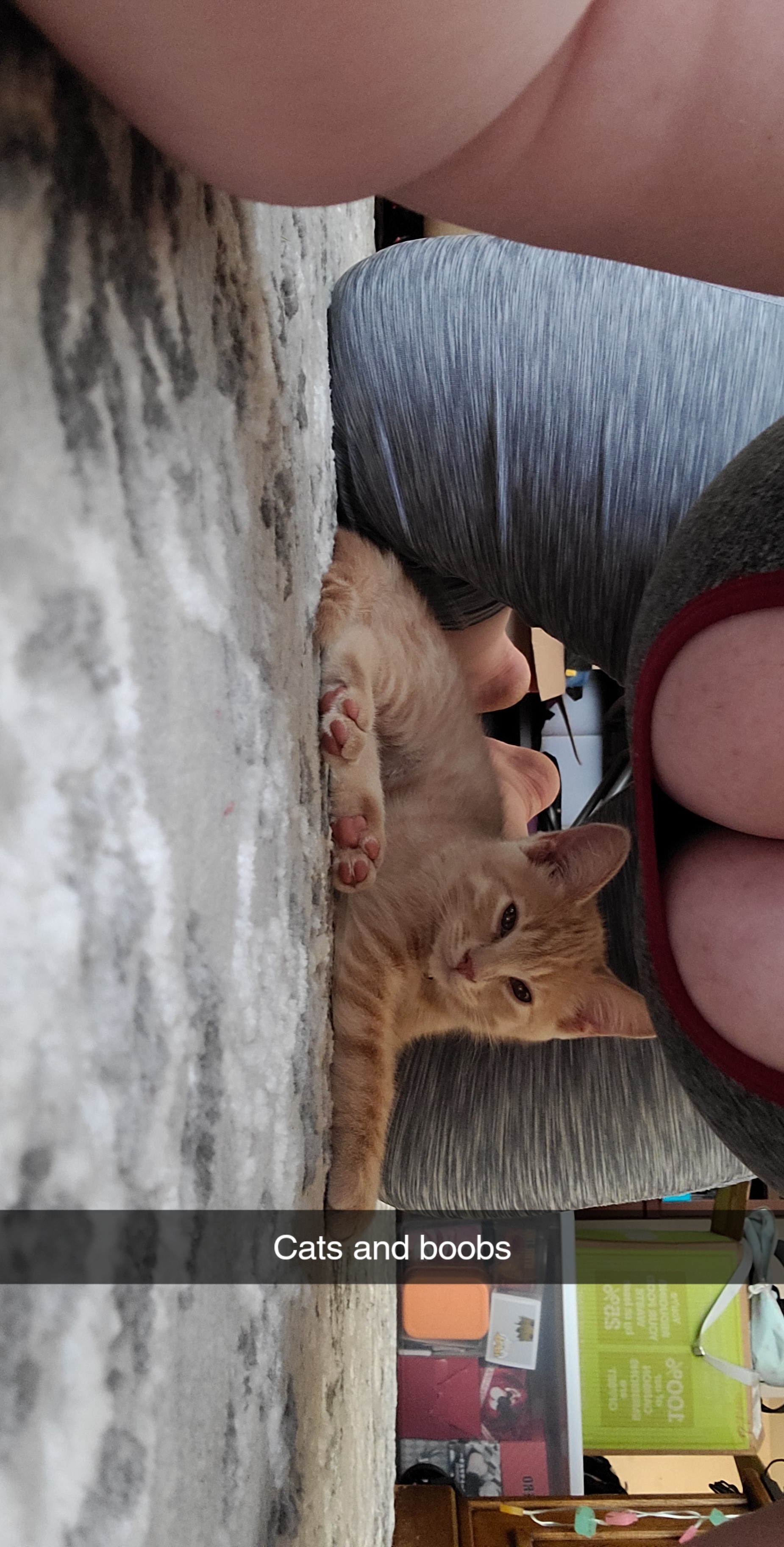 Boobs and cats | Scrolller