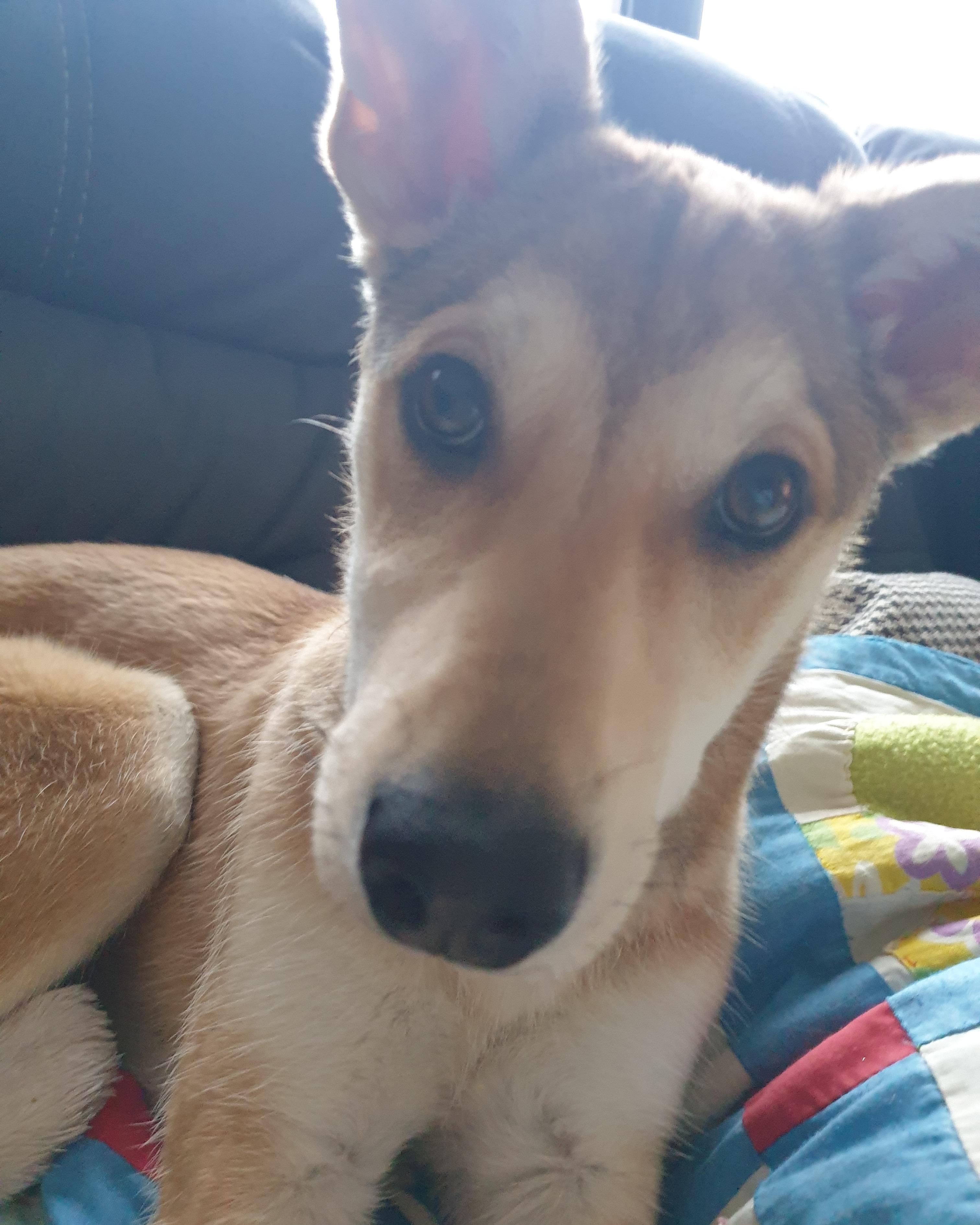 Boopable snoot for you! | Scrolller