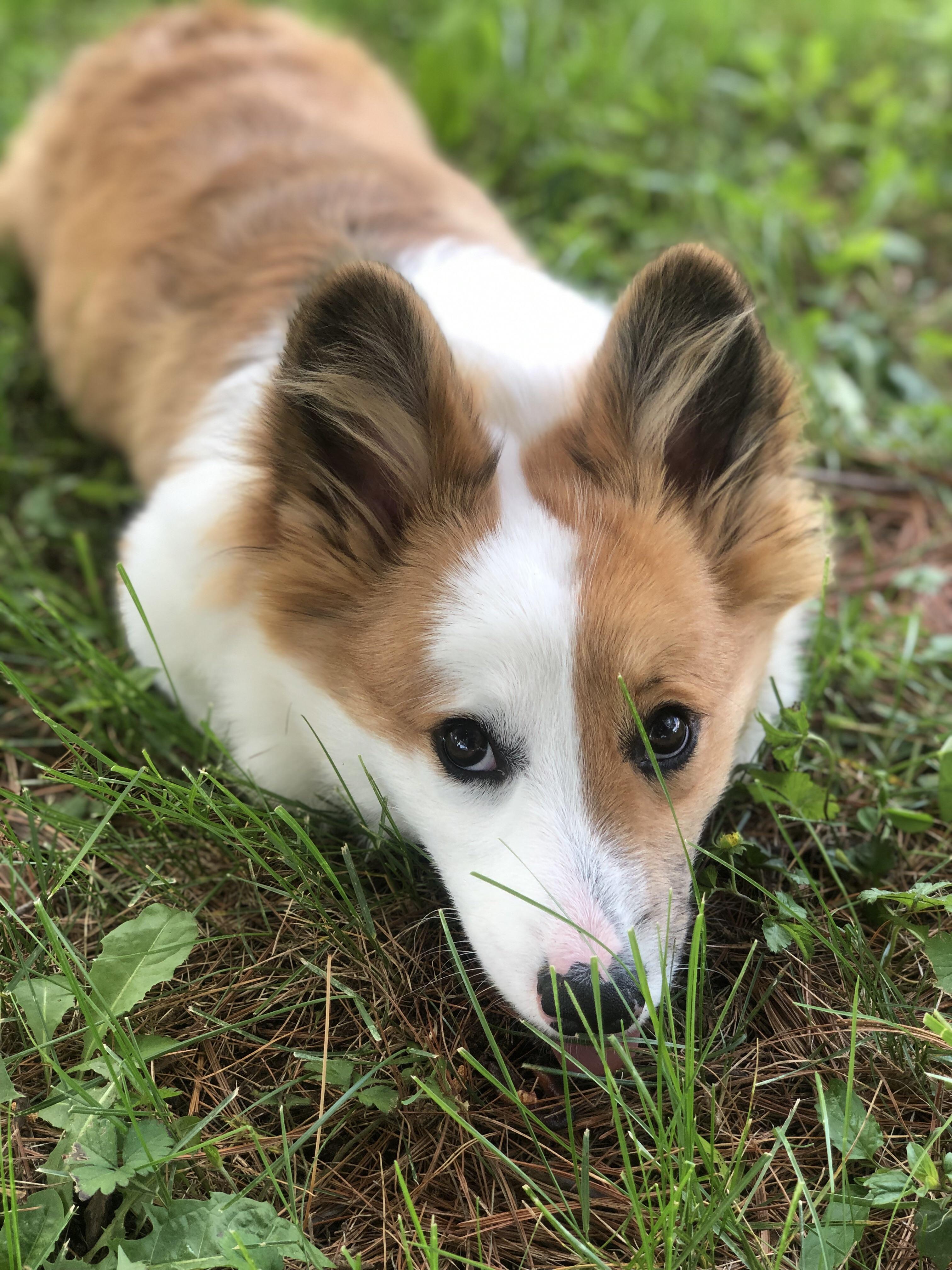 Booty being photo friendly instead of chasing his nub tail for once. | Scrolller