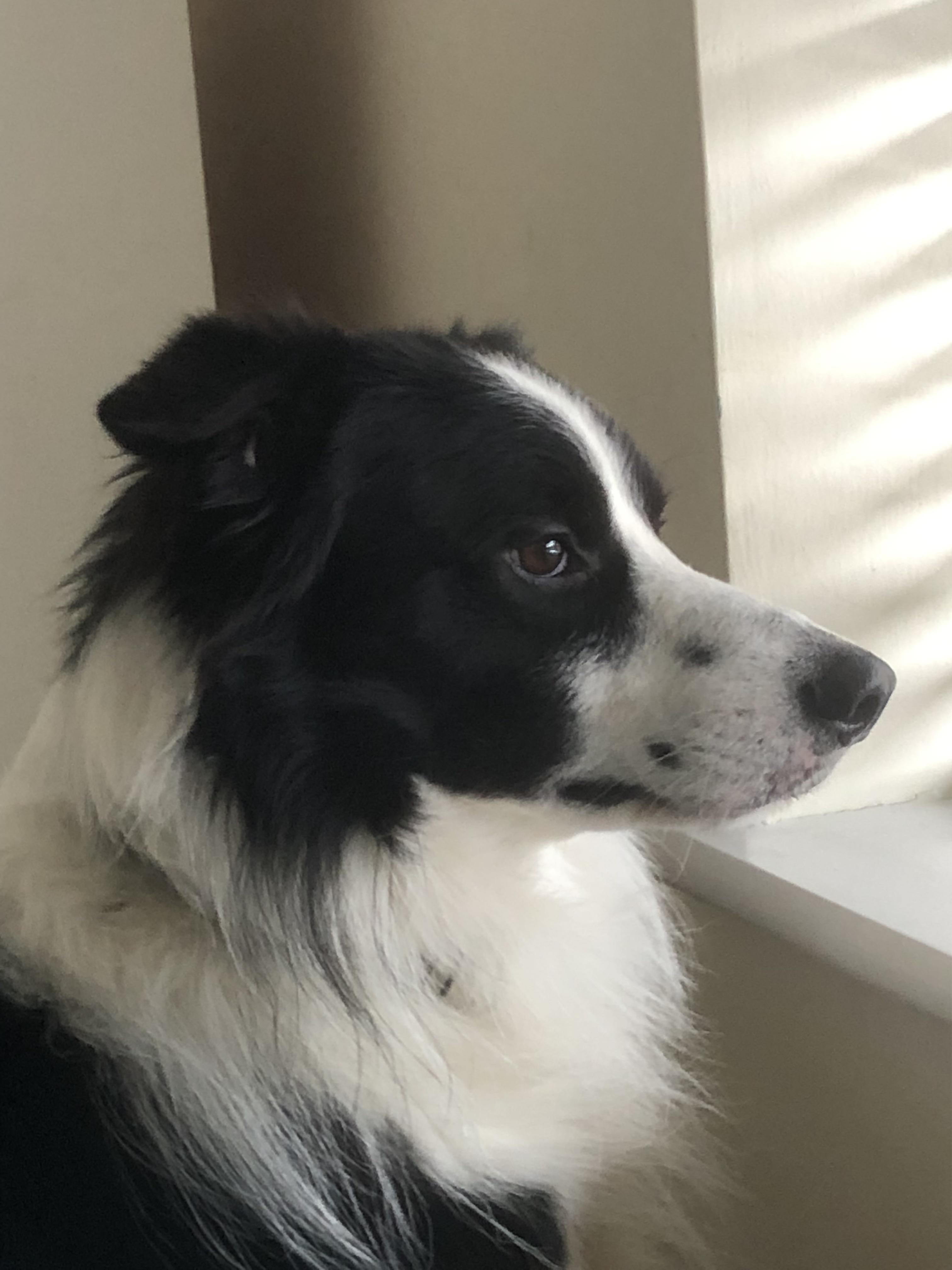 Border Collie Keeping watch | Scrolller