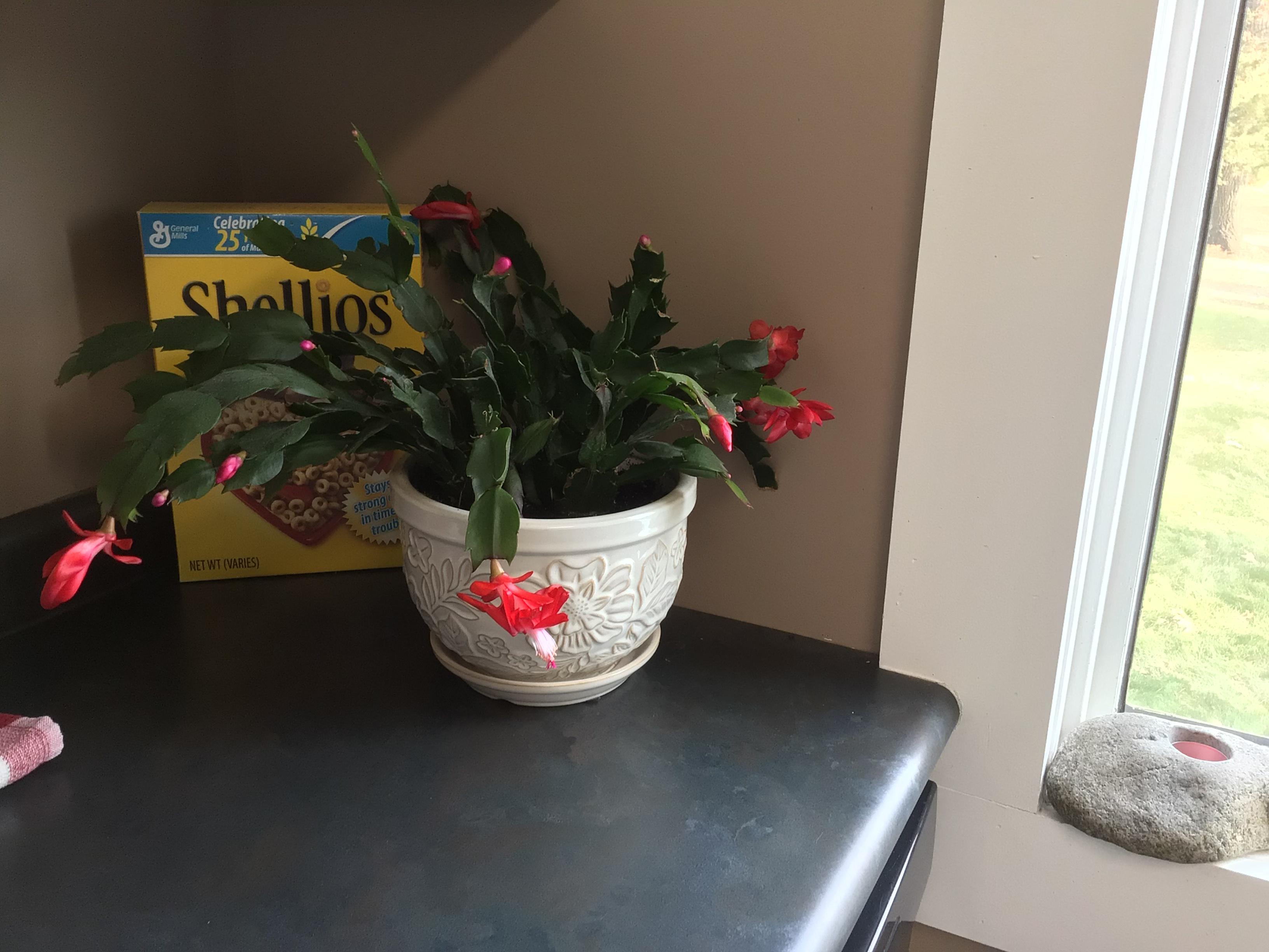 Bought 3 years ago at Aldi and still blooming! | Scrolller
