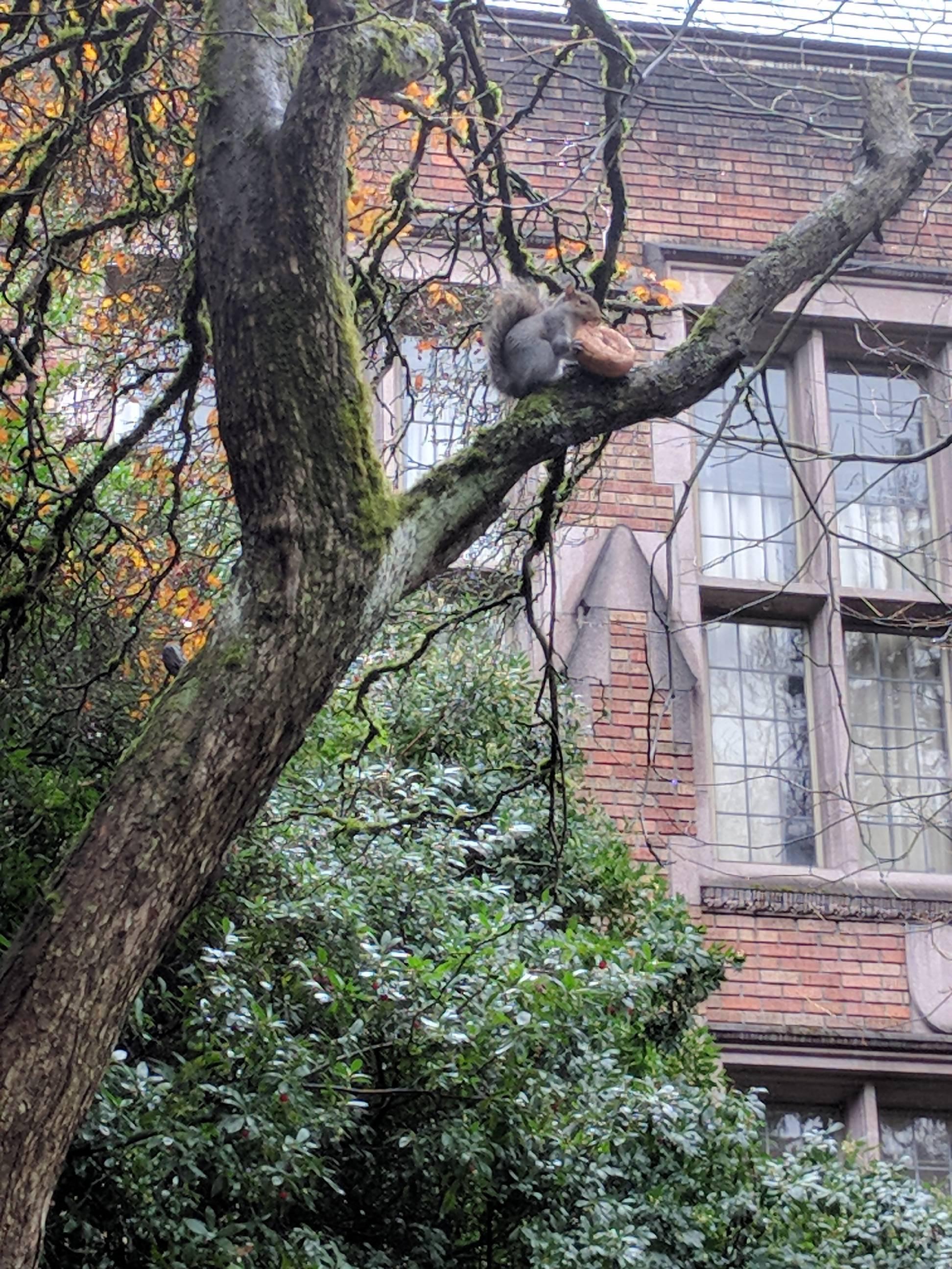 Boundless Squirrel | Scrolller