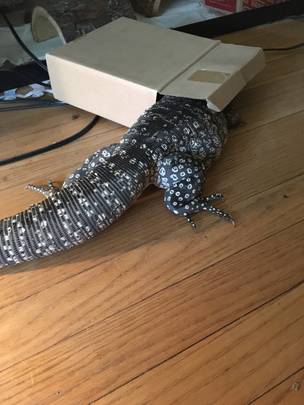 Box lizard | Scrolller