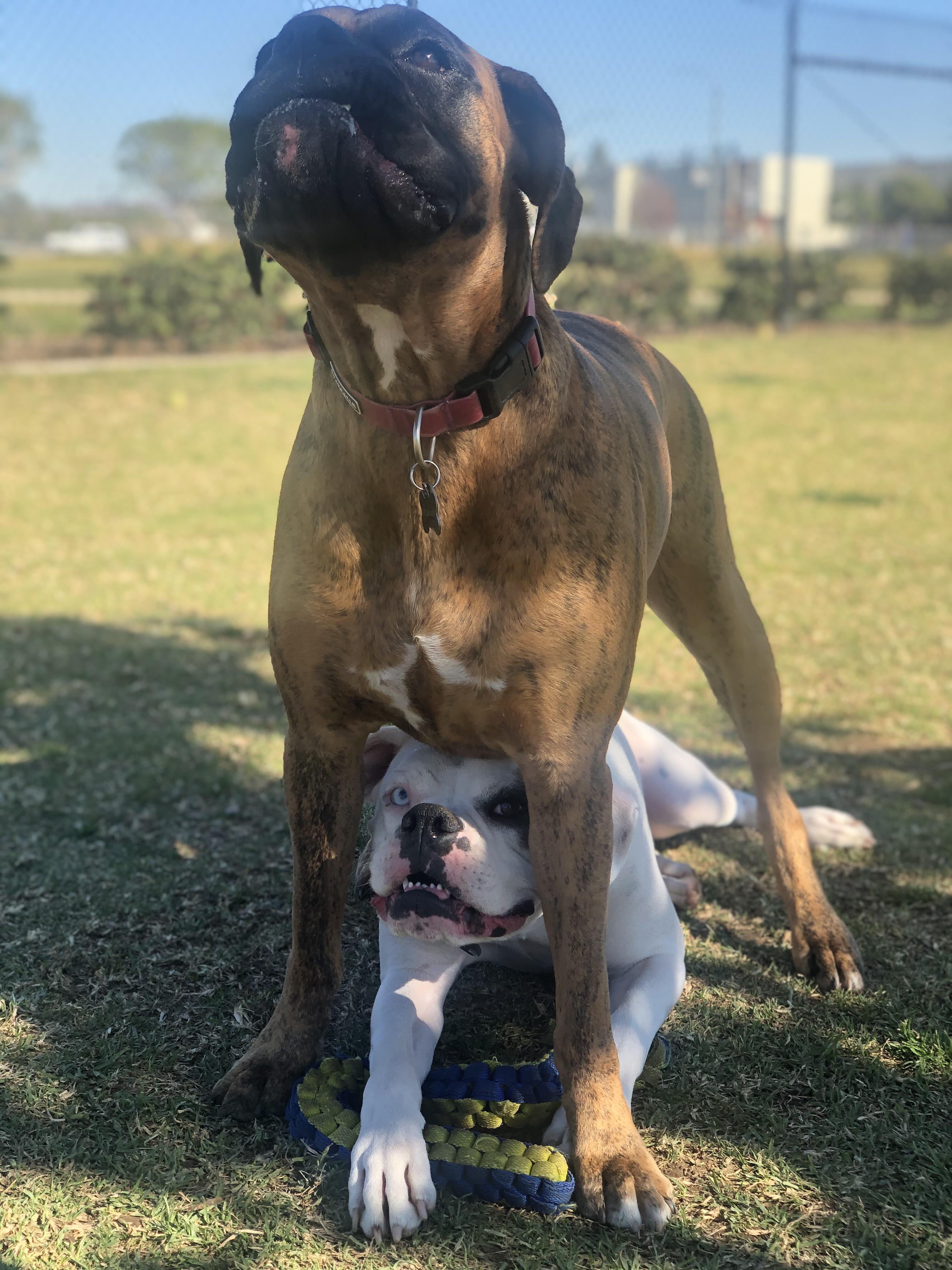 Boxer besties | Scrolller