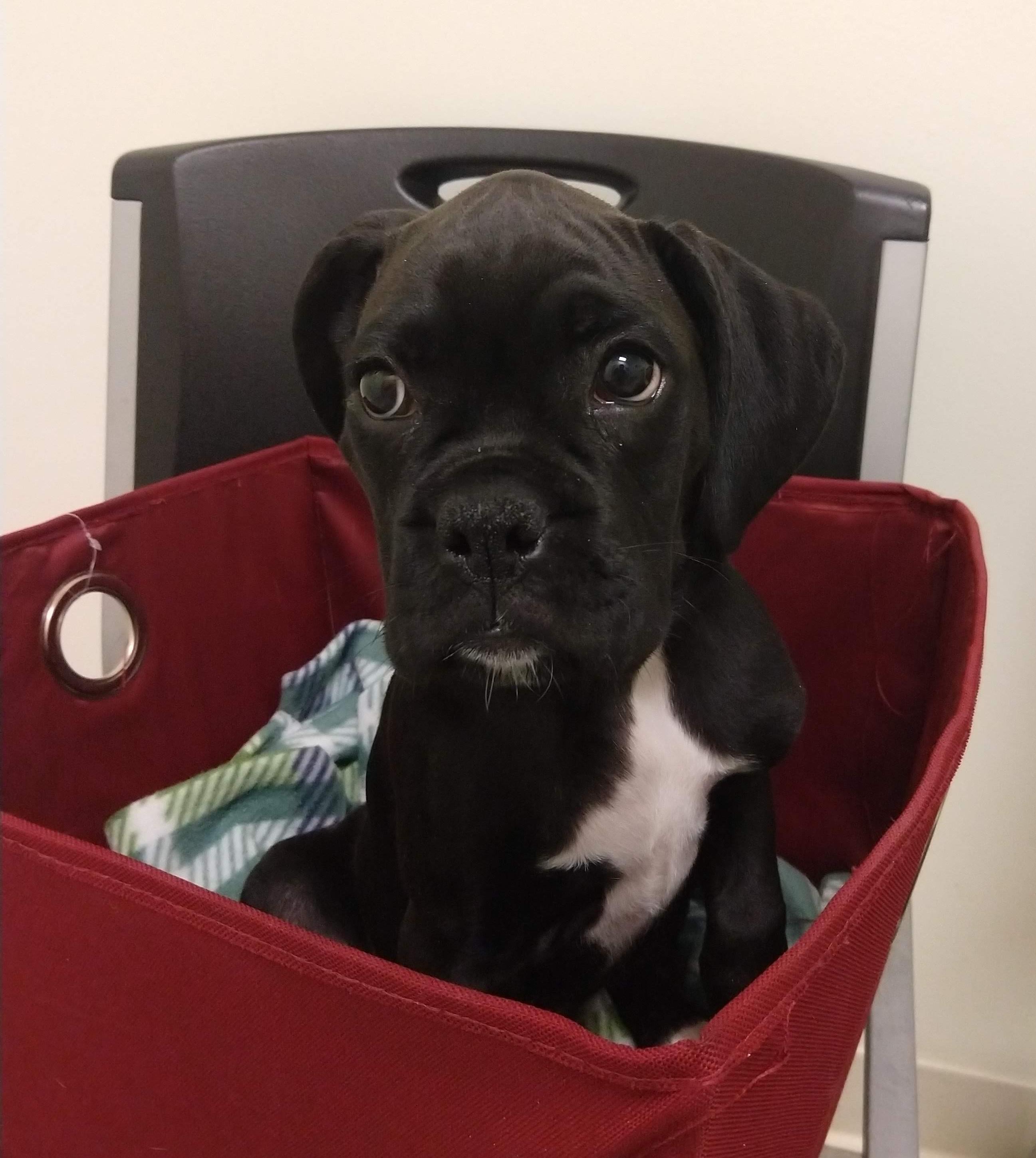 Boxer pup Theodore | Scrolller